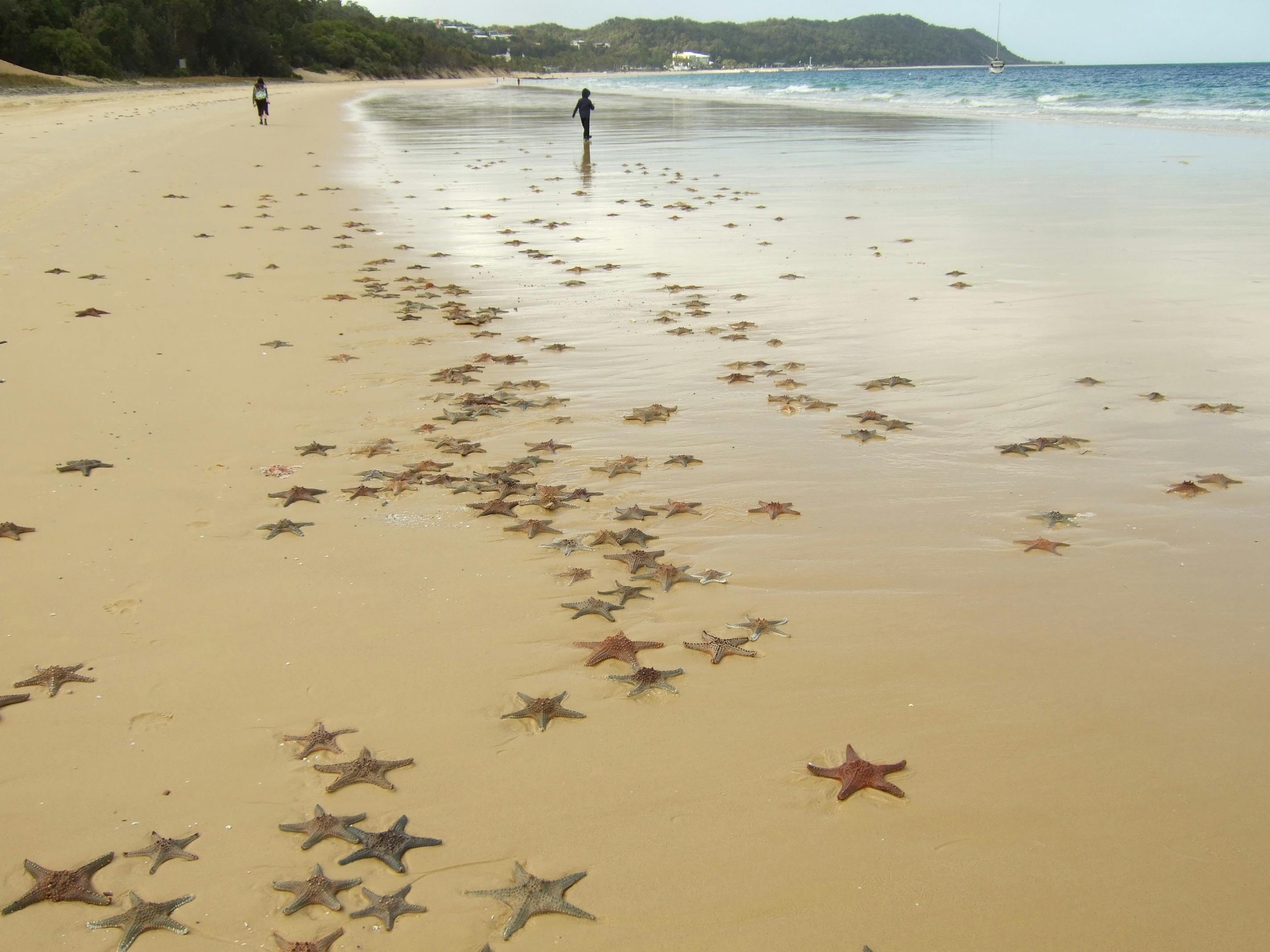 Free stock photo of starfish beach