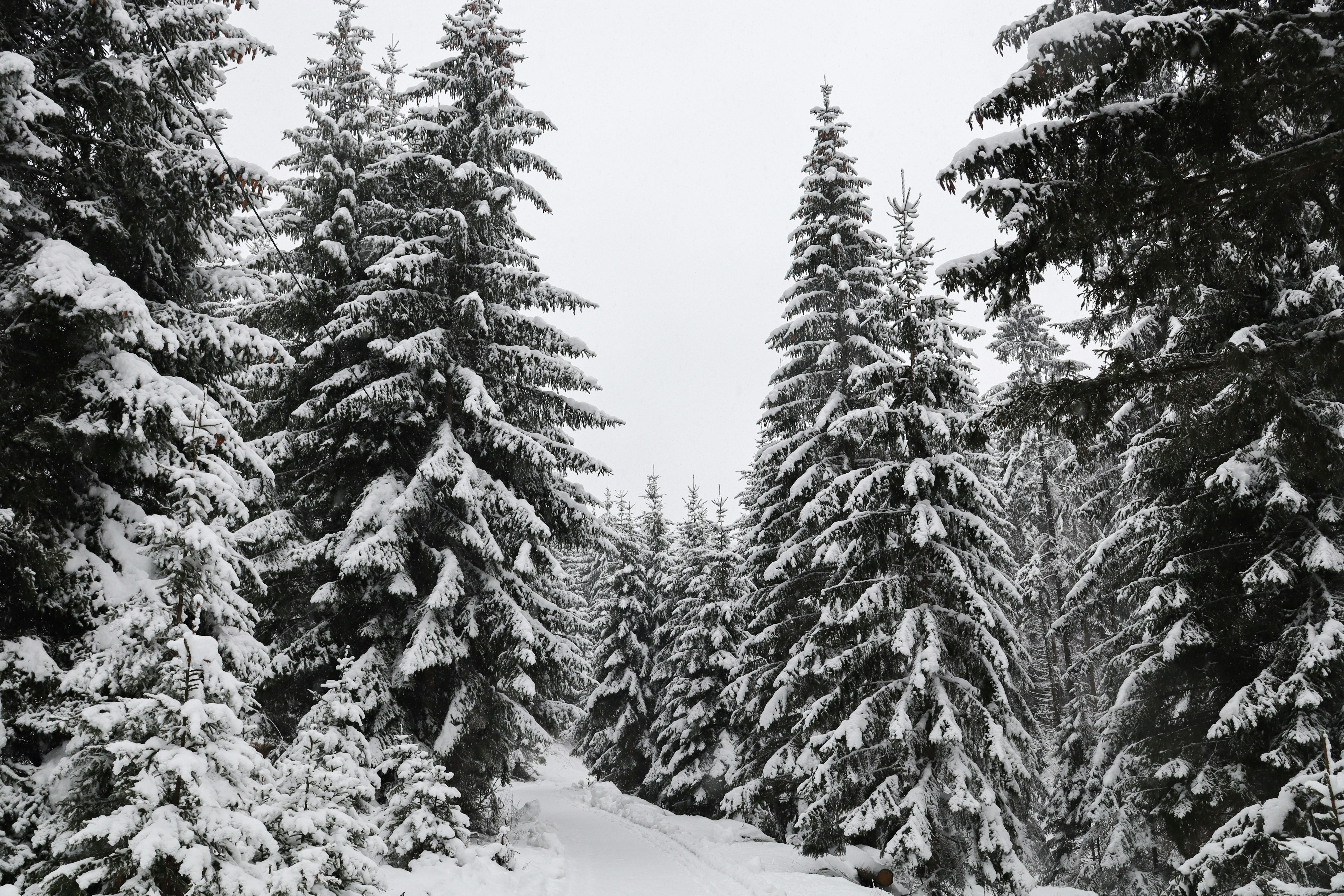 Pine Trees Covered With Snow · Free Stock Photo