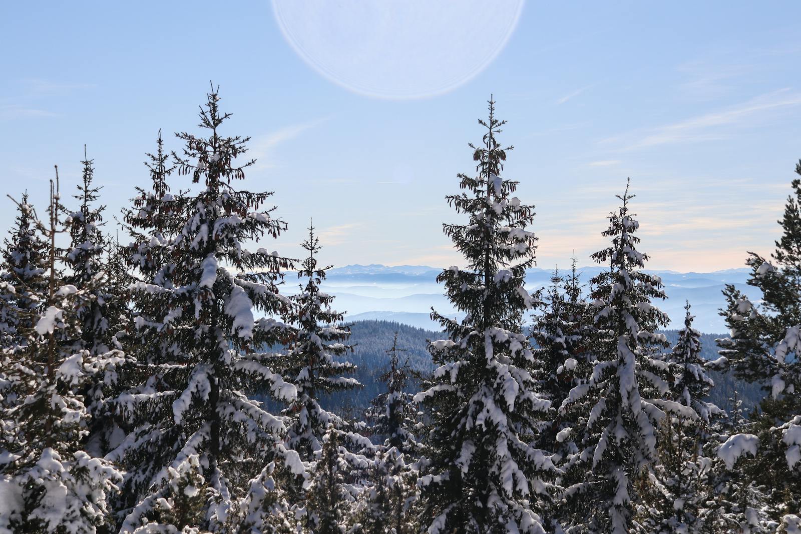 Forest Cold Photos, Download The BEST Free Forest Cold Stock Photos ...