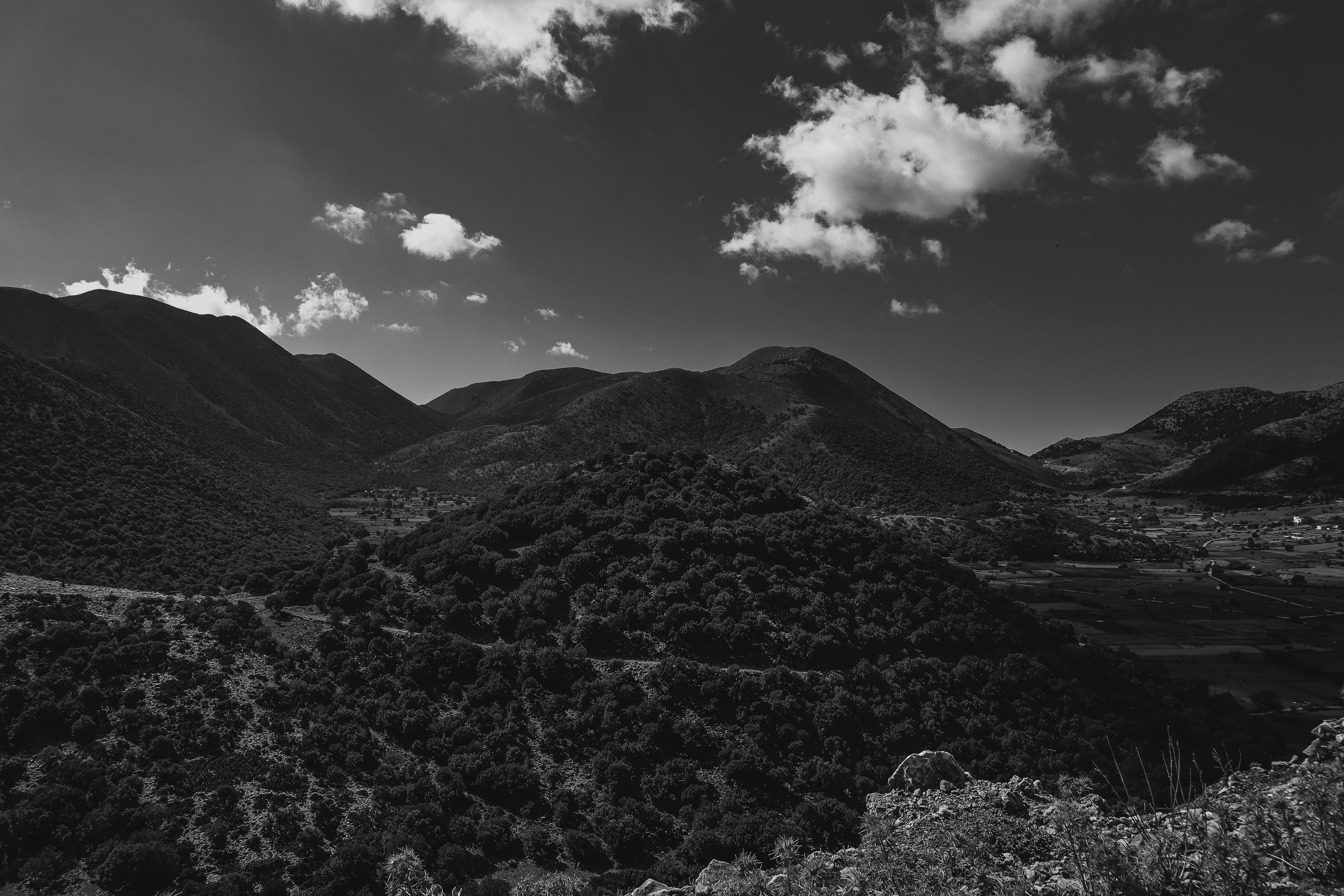 Grayscale Photo Of Tree · Free Stock Photo