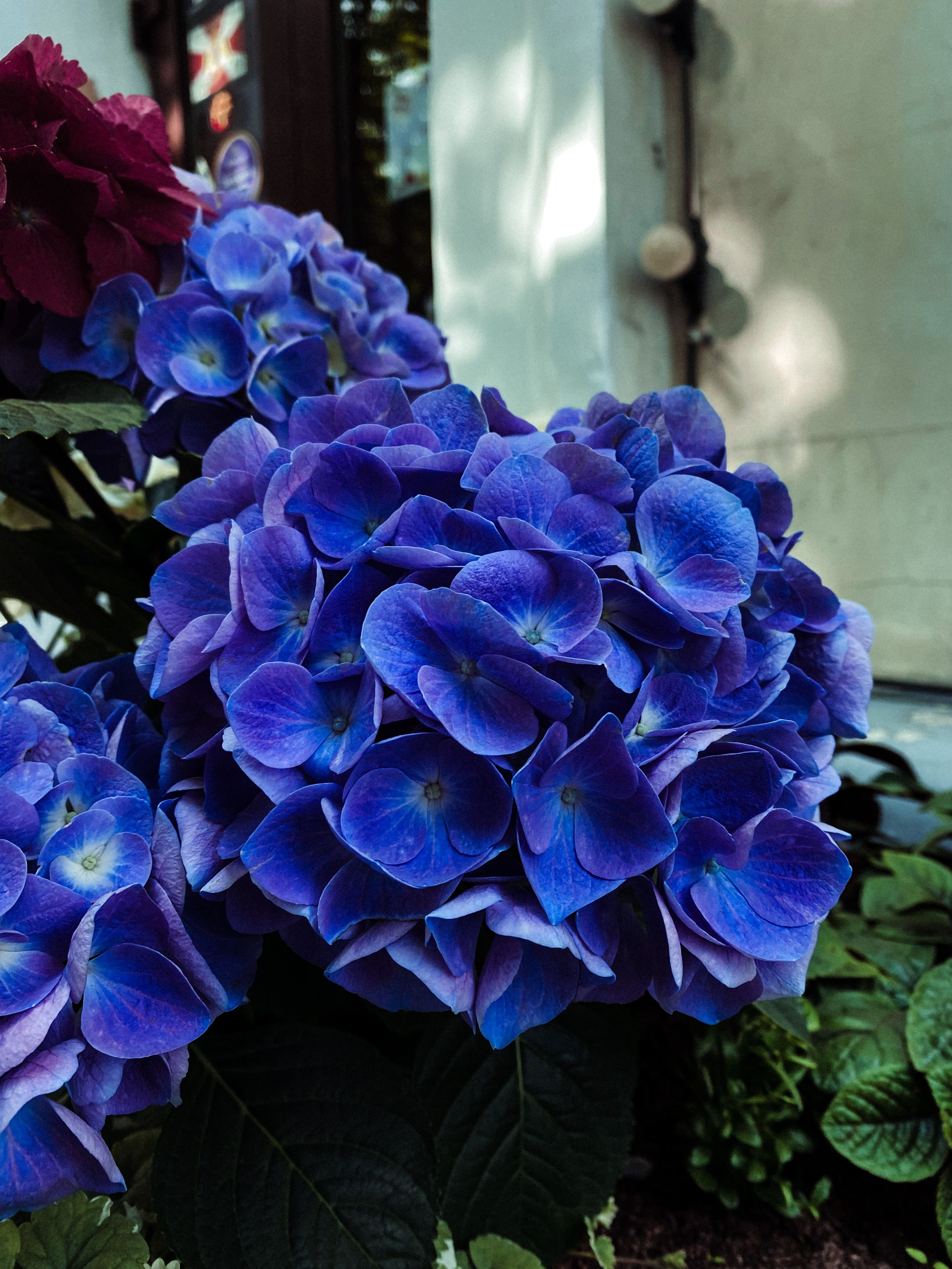 Blue Blooming Hortensia · Free Stock Photo