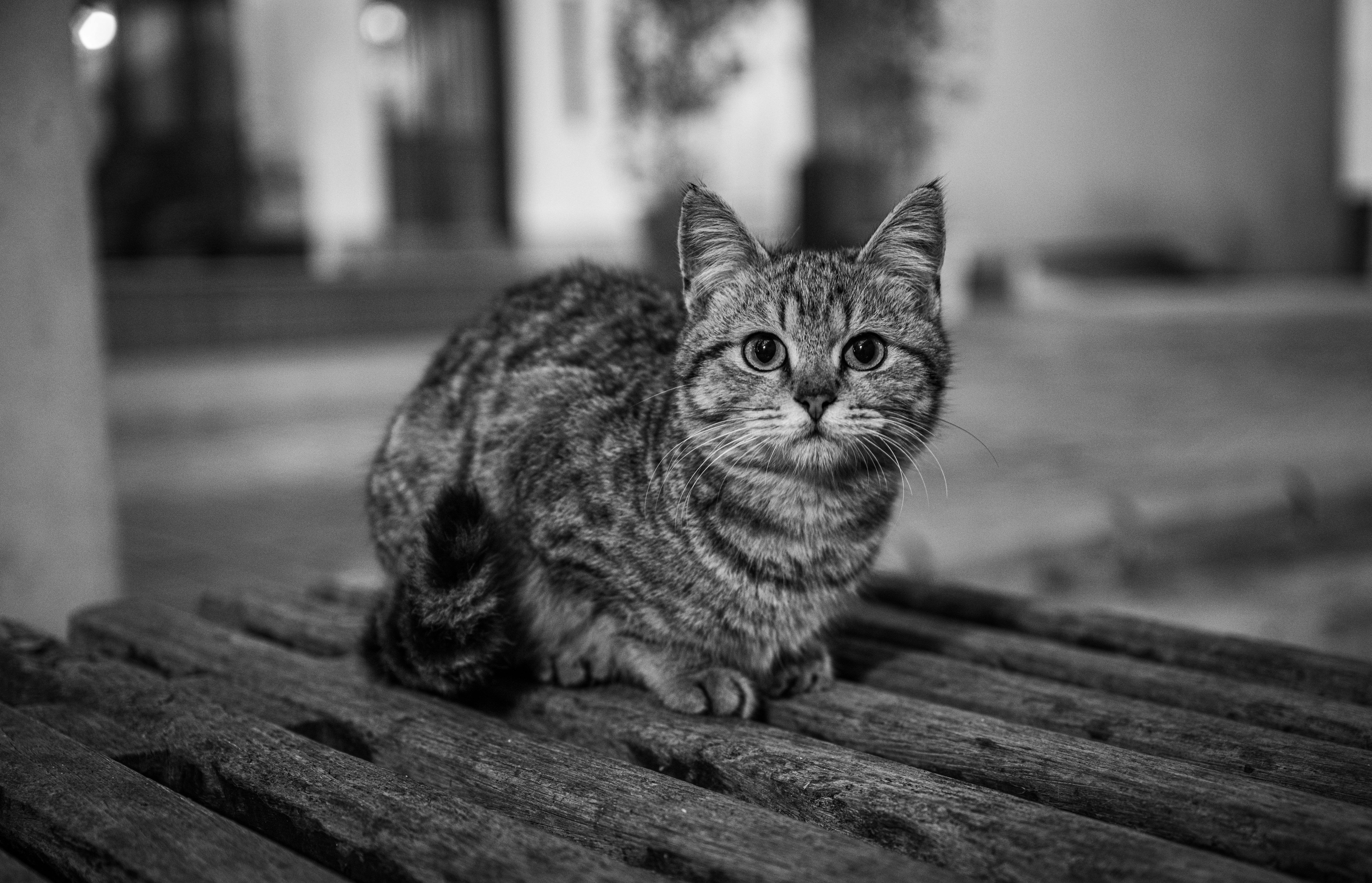 Best Photos For Background Photos, Download The BEST Free Best Photos ...