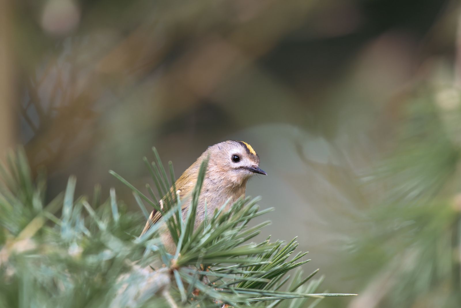 Goldcrest Bird Photos, Download The BEST Free Goldcrest Bird Stock ...