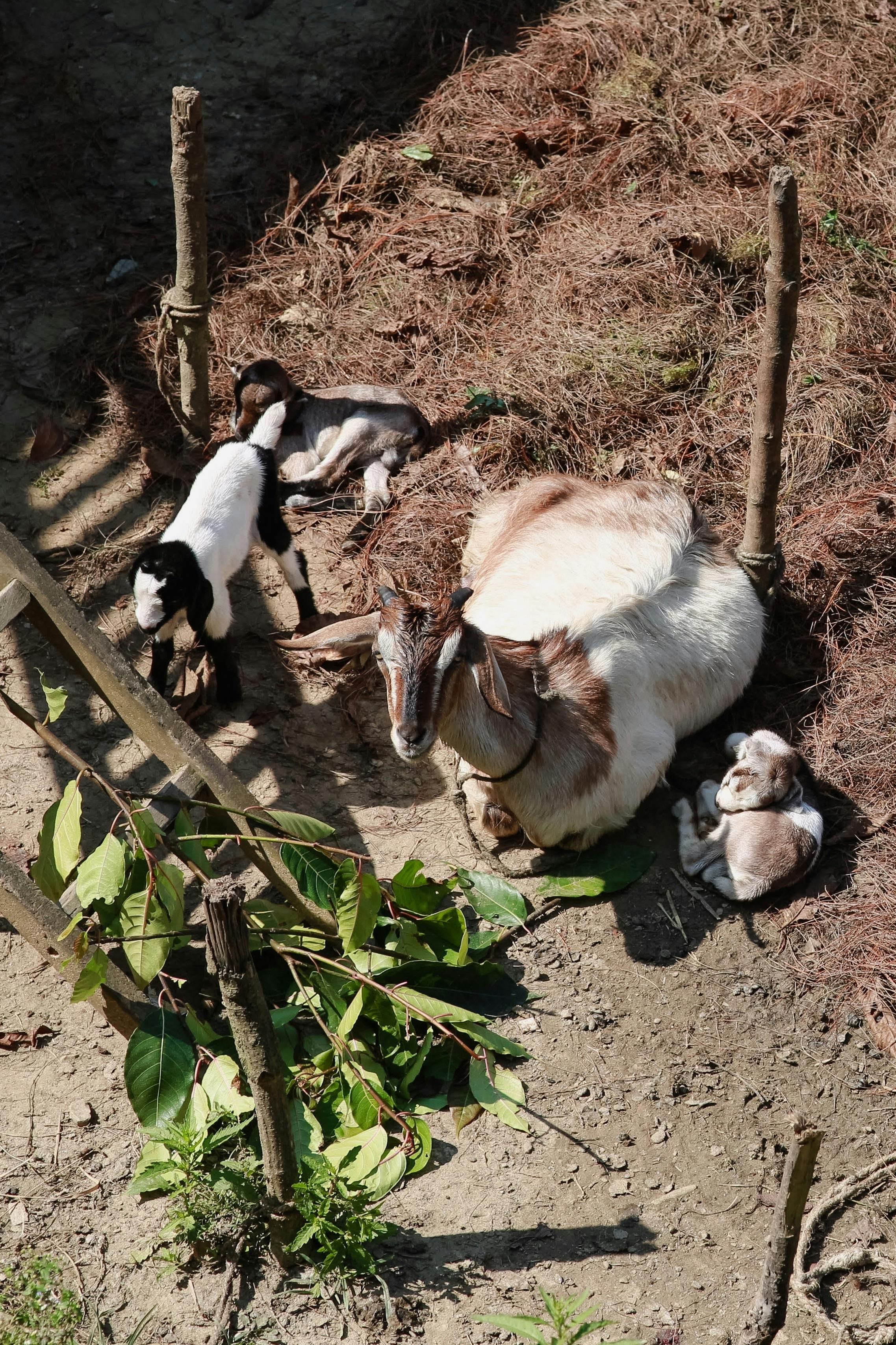 Goat Farm Bangladesh Photos, Download The BEST Free Goat Farm ...