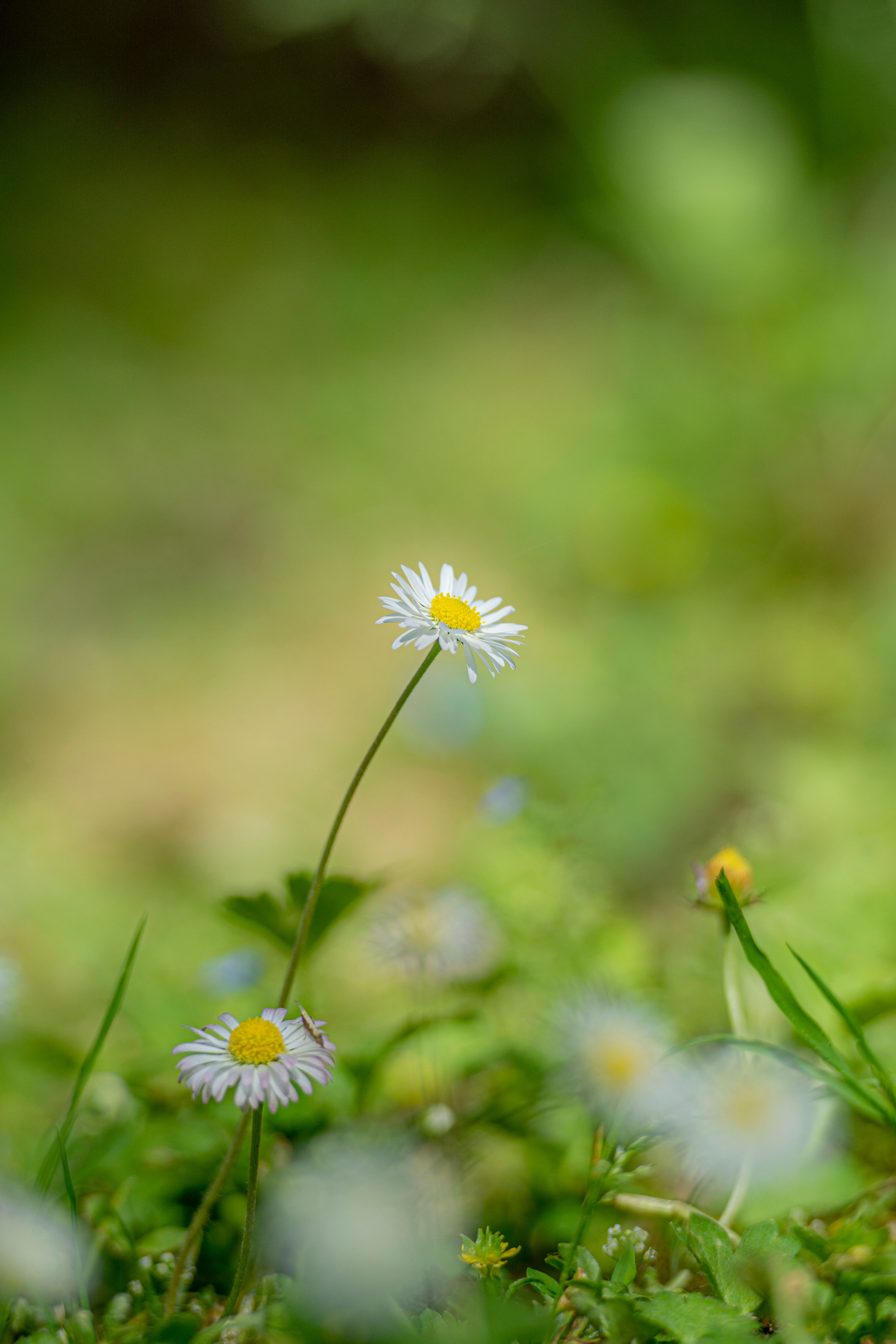 Daisy Flowers Floating in Fish Bowl · Free Stock Photo