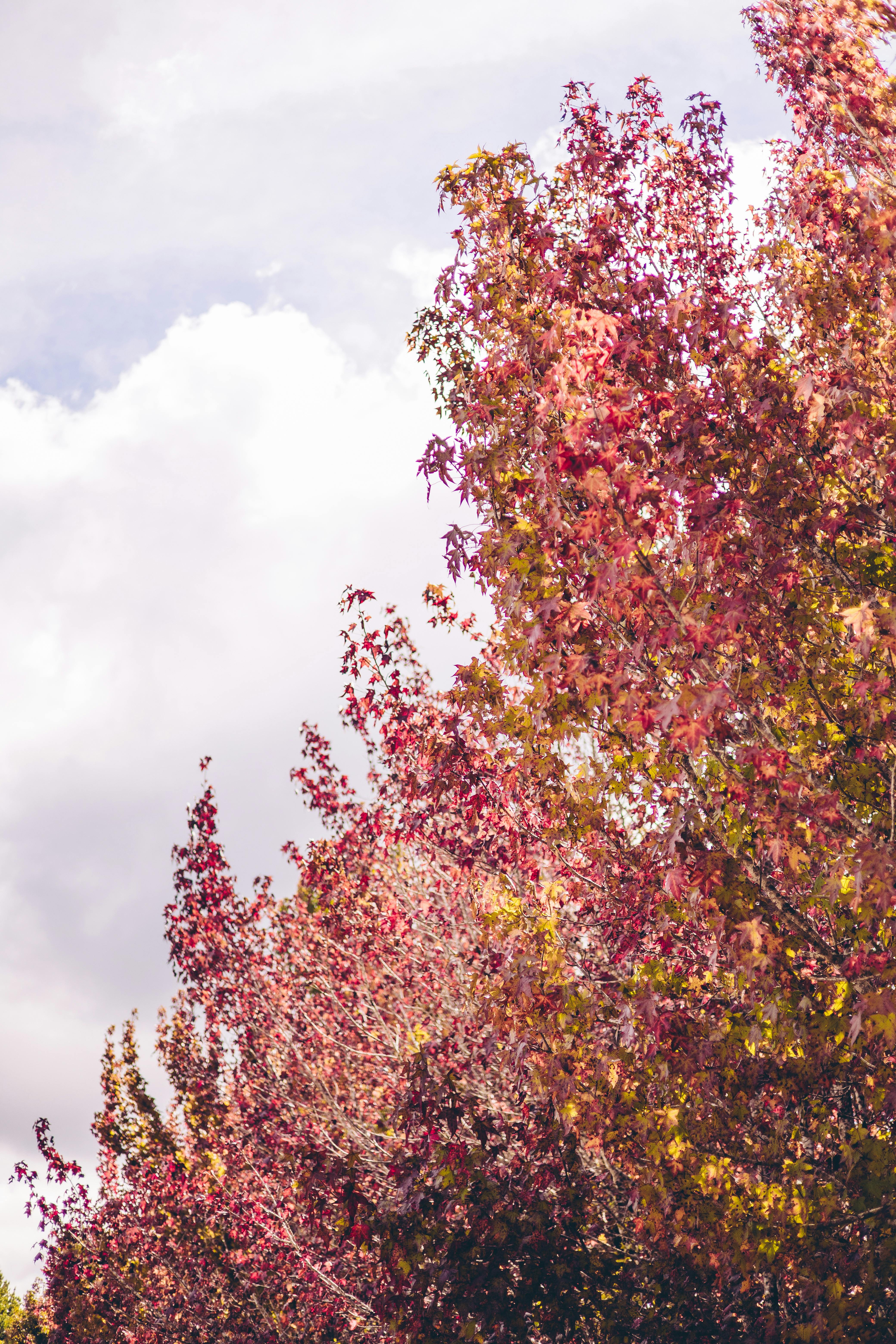 Photo of Treetops in Autumn · Free Stock Photo
