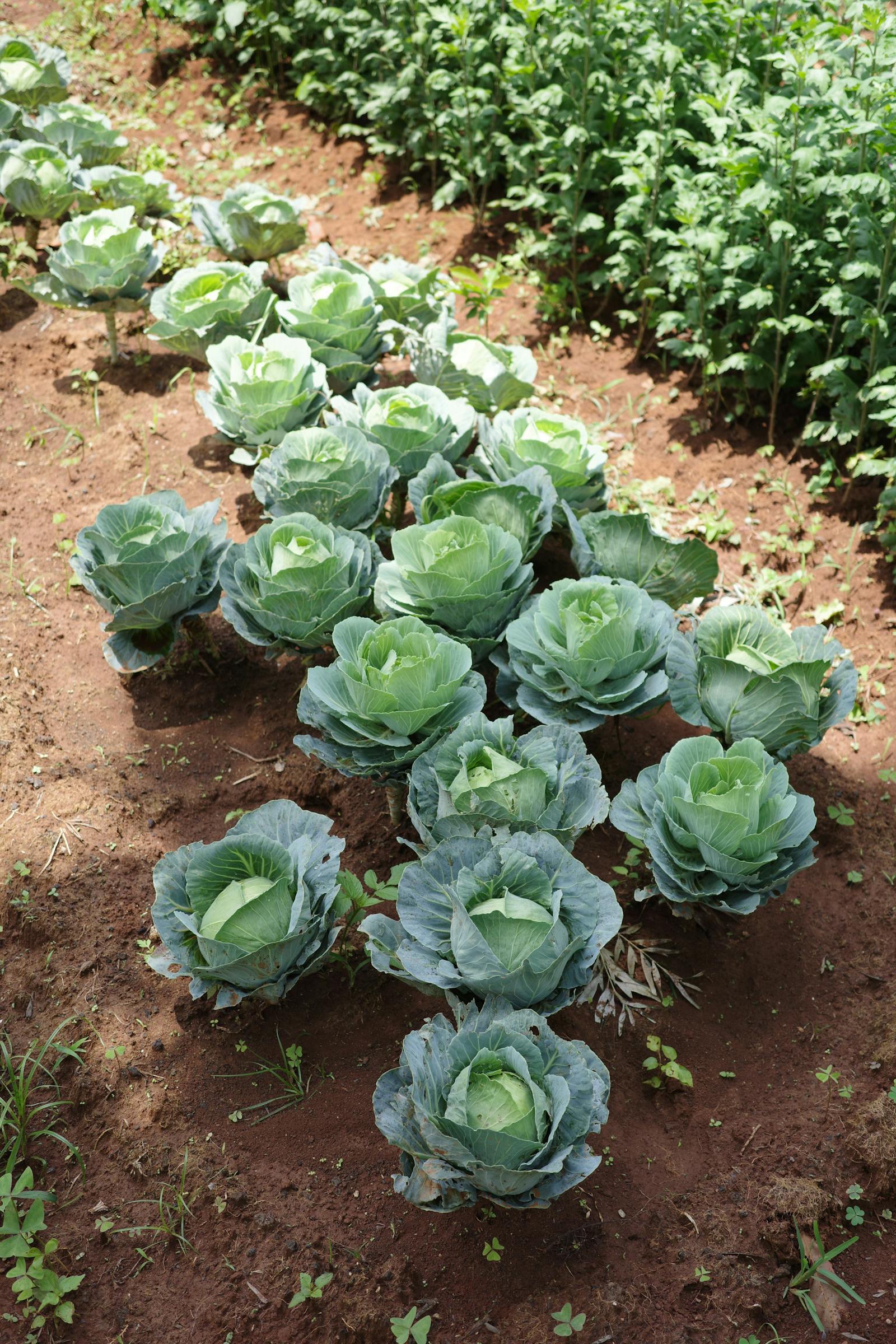 Cabbage Patch Photos, Download The BEST Free Cabbage Patch Stock Photos ...