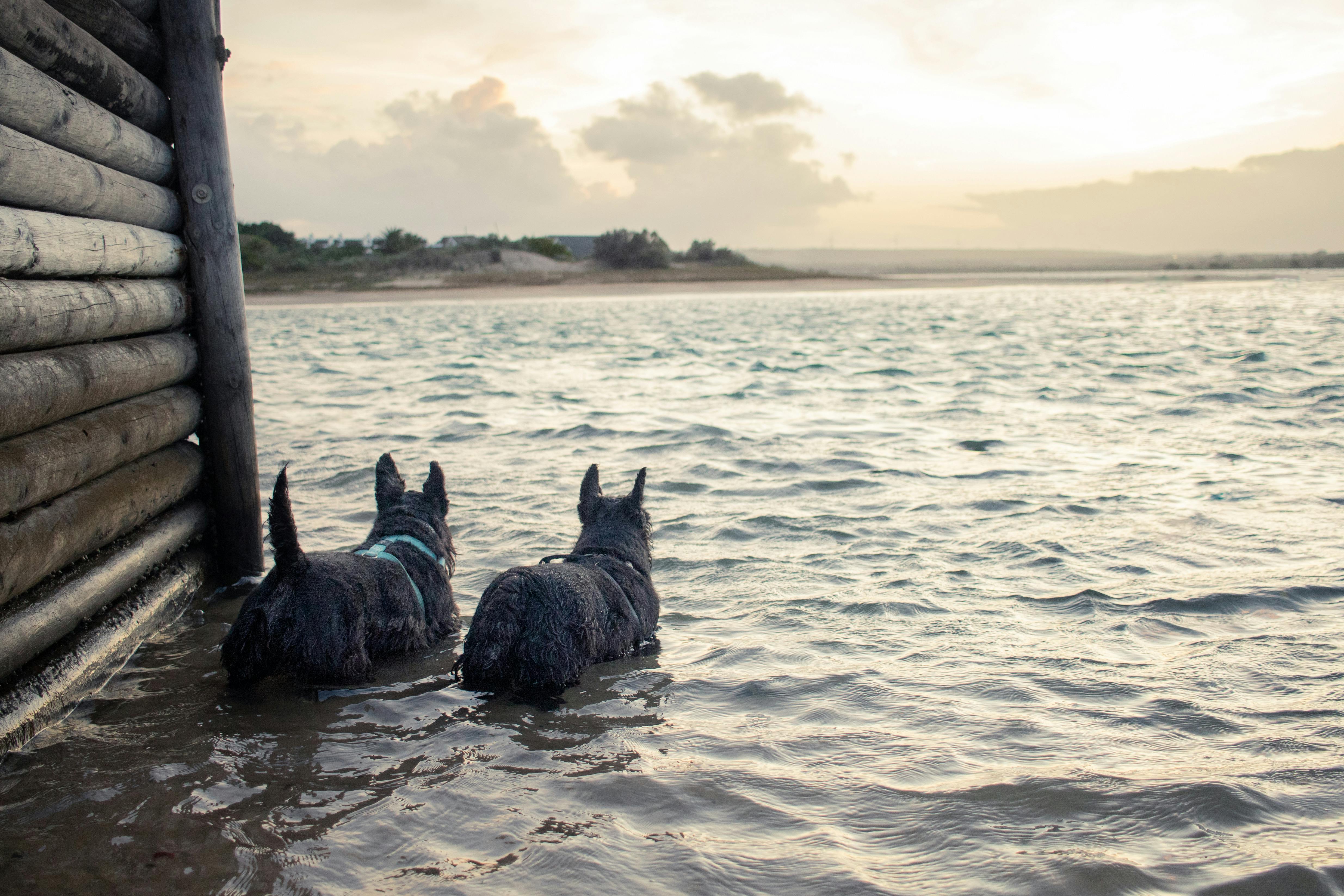 Water Dogs Photos, Download The BEST Free Water Dogs Stock Photos & HD ...