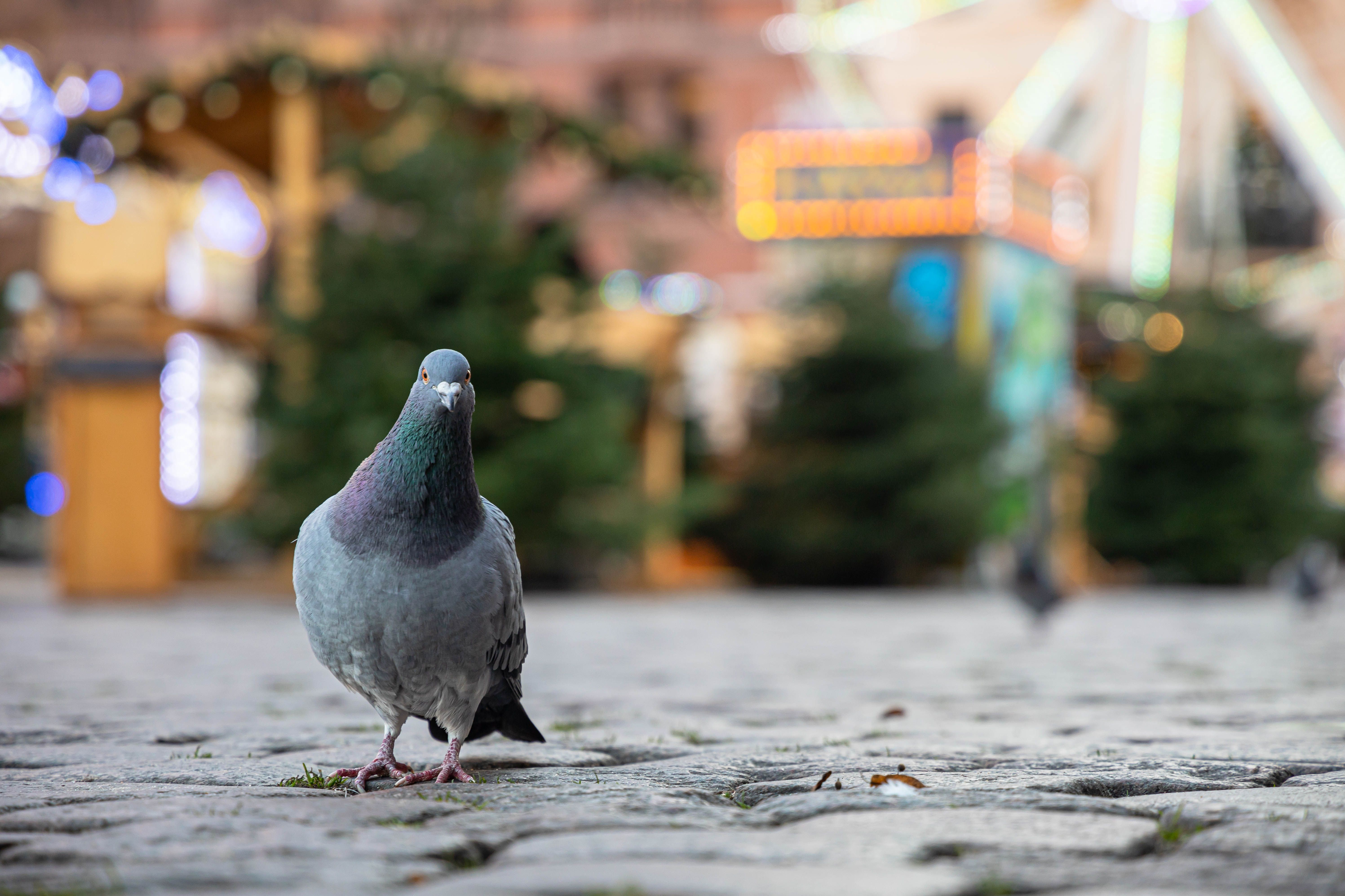 Close-up of a Pigeon Walking on the Pavement · Free Stock Photo