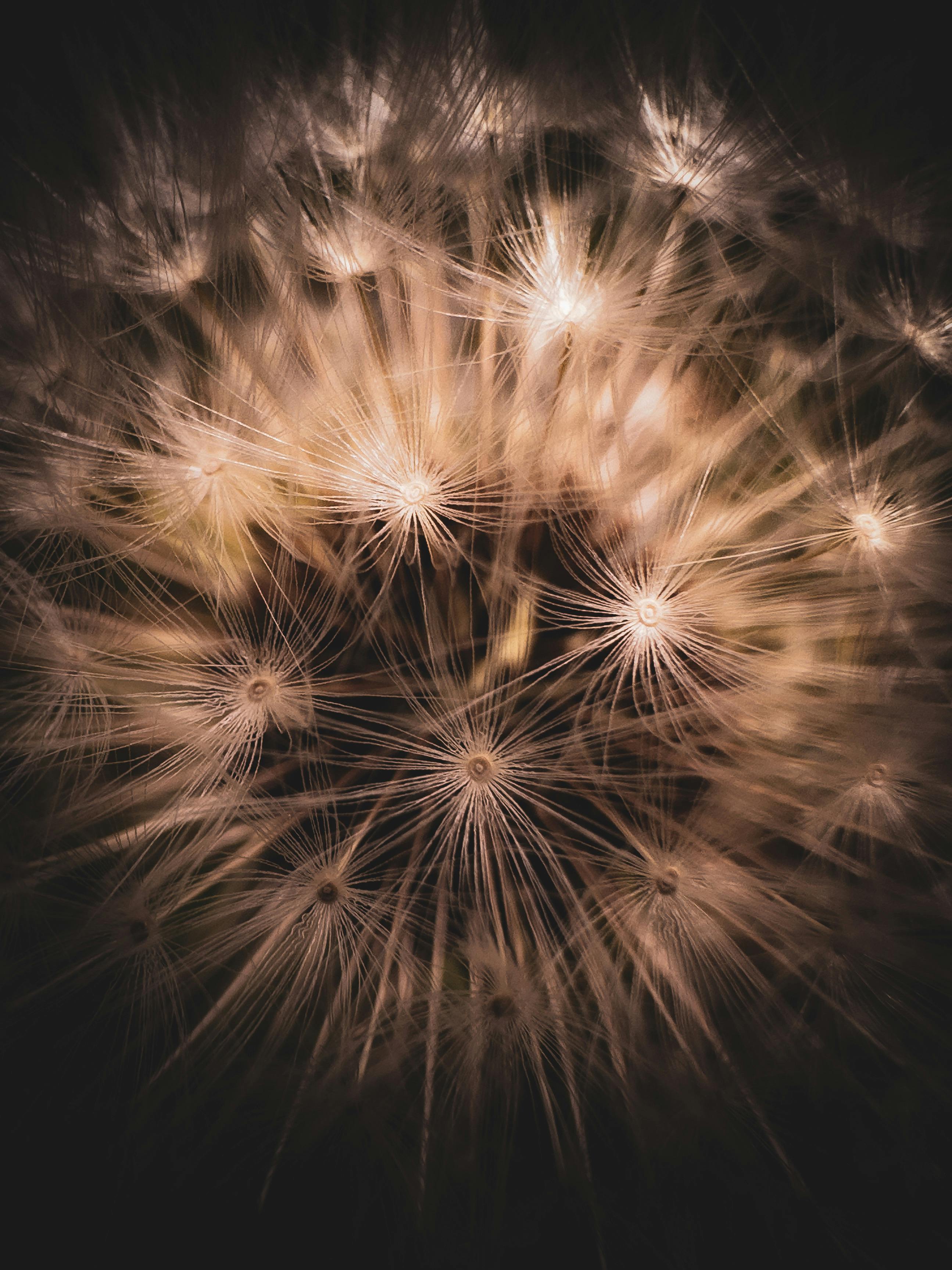 Explosion Flower Photos, Download The BEST Free Explosion Flower Stock ...