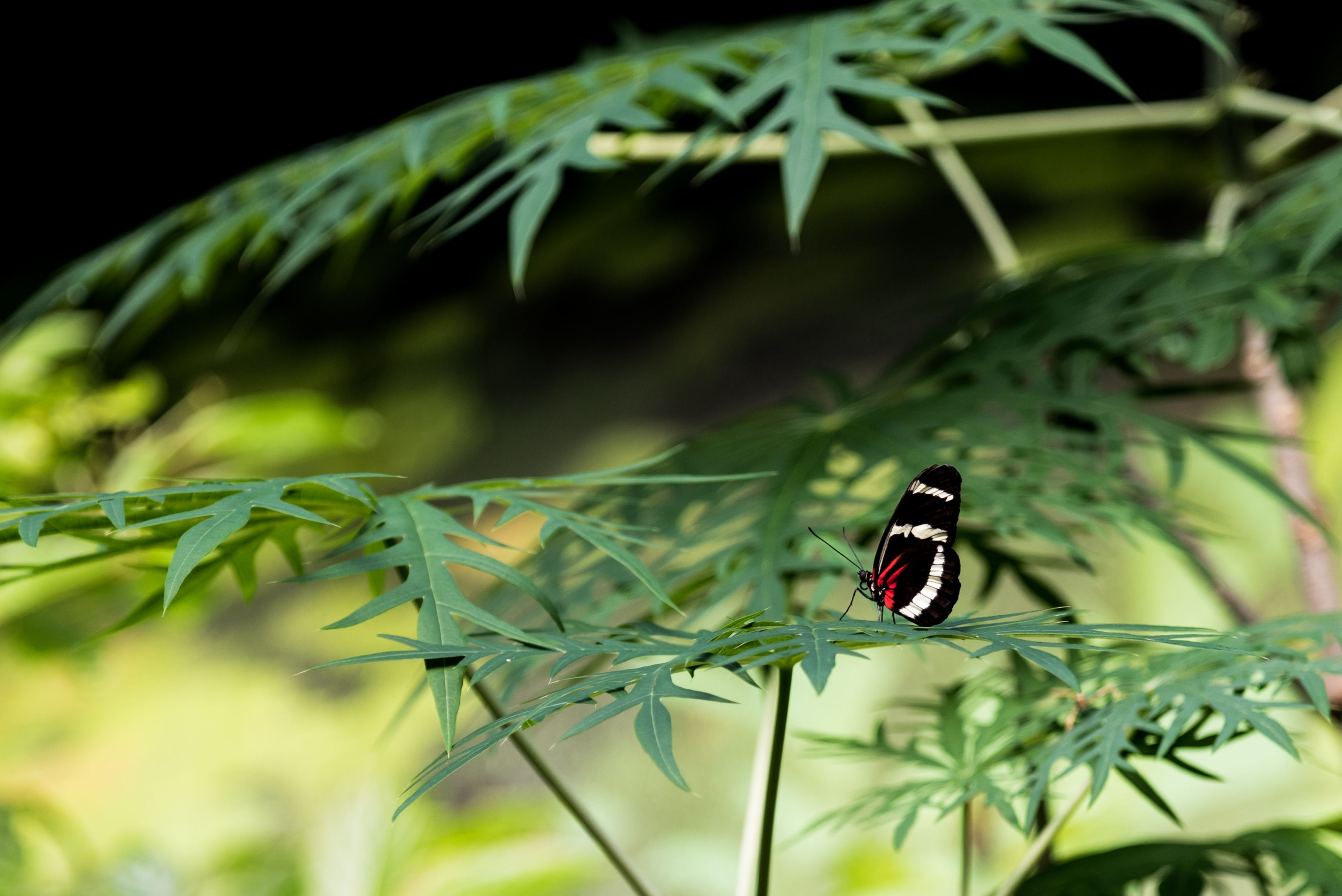 Mariposa Posada En La Planta · Fotos de stock gratuitas