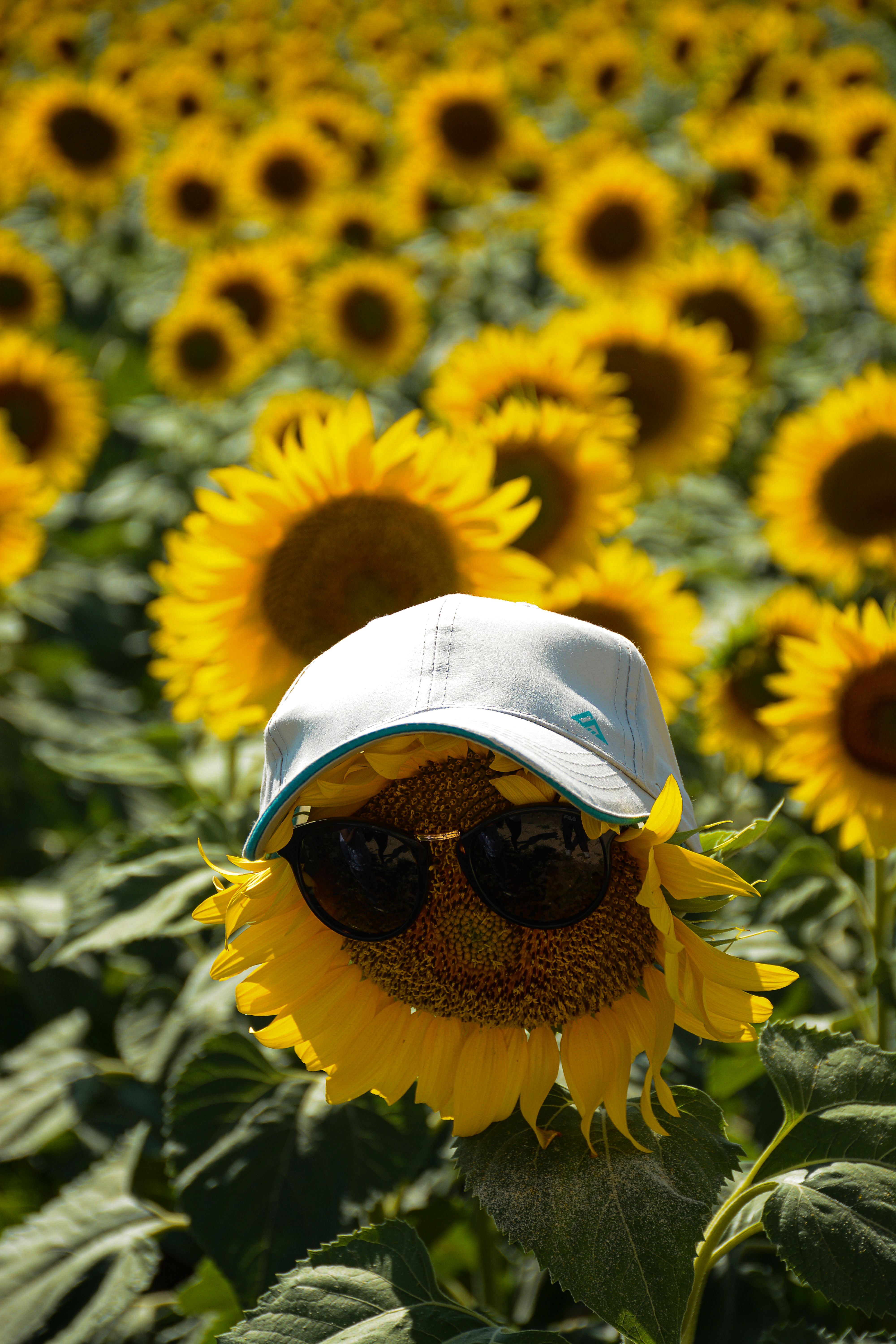 Flower Field Aesthetic Photos, Download The BEST Free Flower Field ...