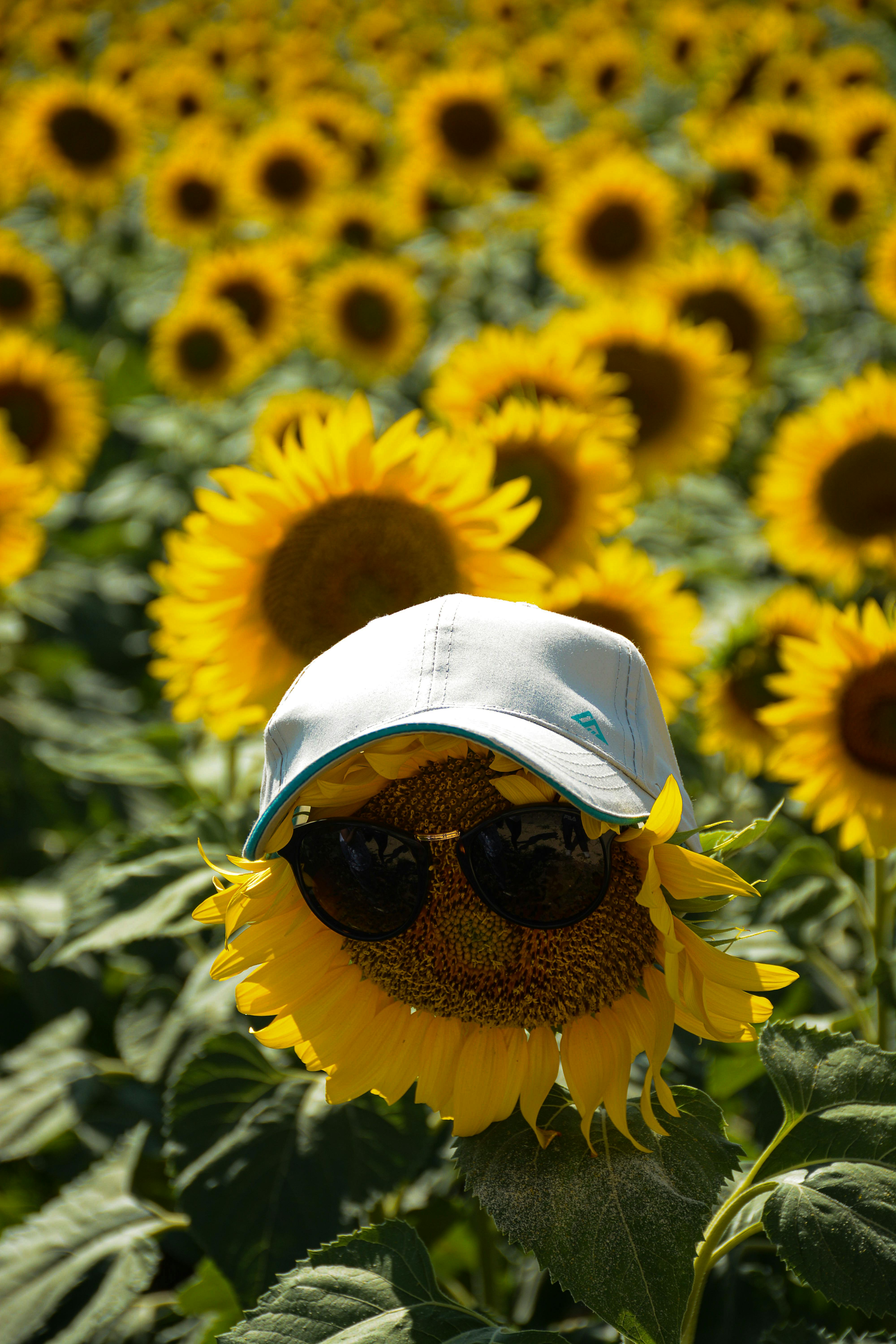 Cap and Sunglasses on Flower on Sunflowers Field · Free Stock Photo