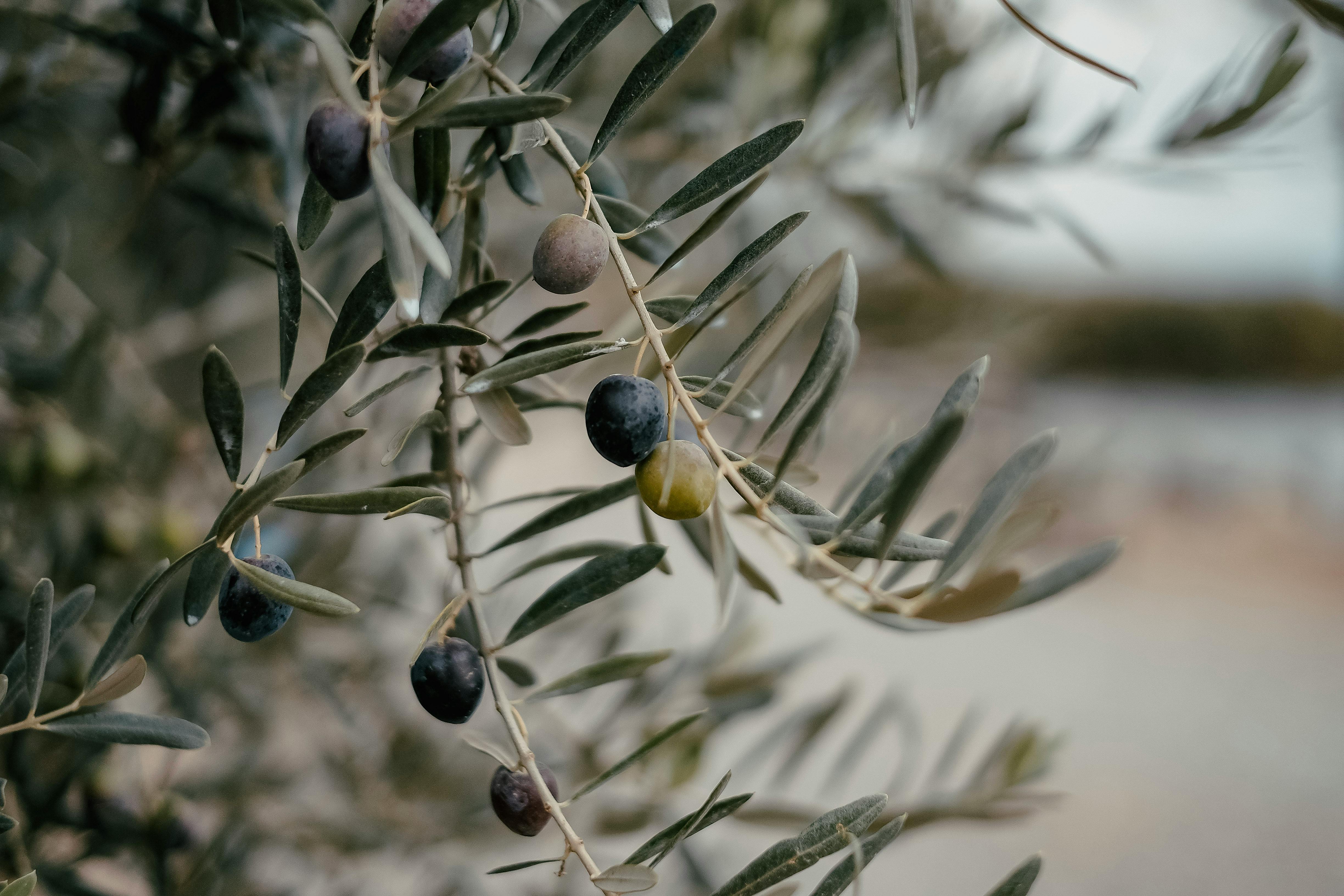 Olives on Tree · Free Stock Photo