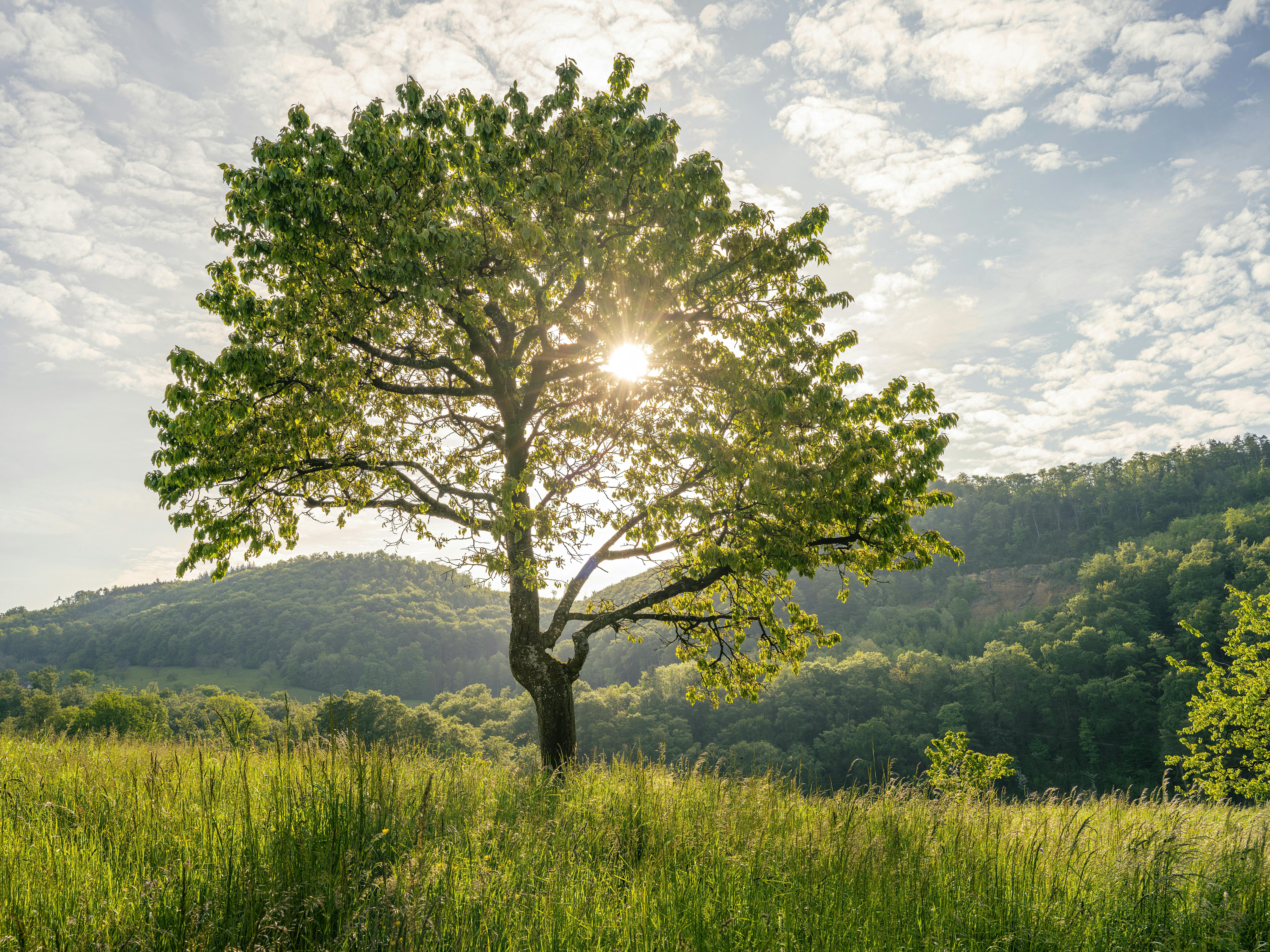 A Tree in a Field · Free Stock Photo