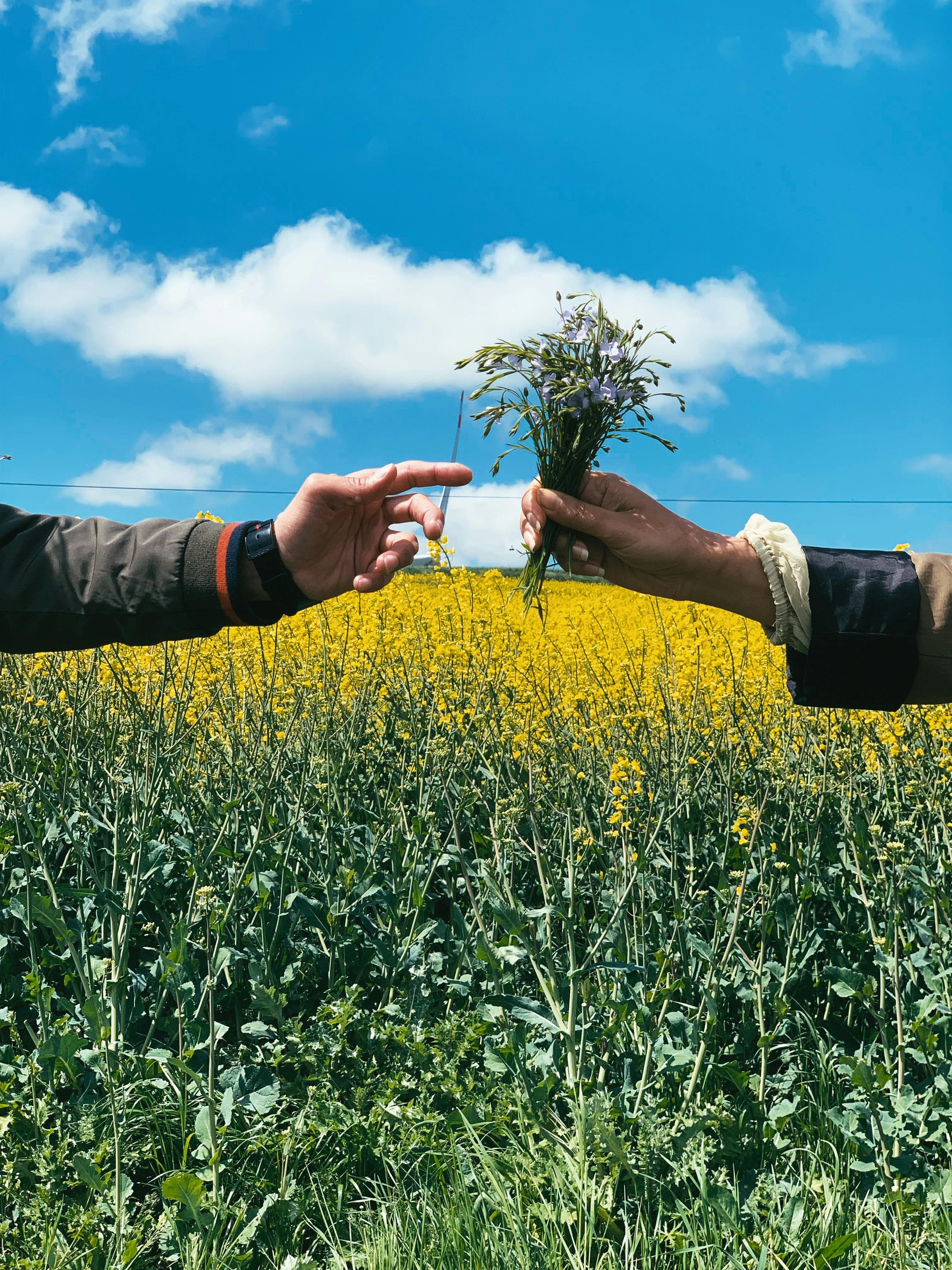 Handing Plant Photos, Download The BEST Free Handing Plant Stock Photos ...