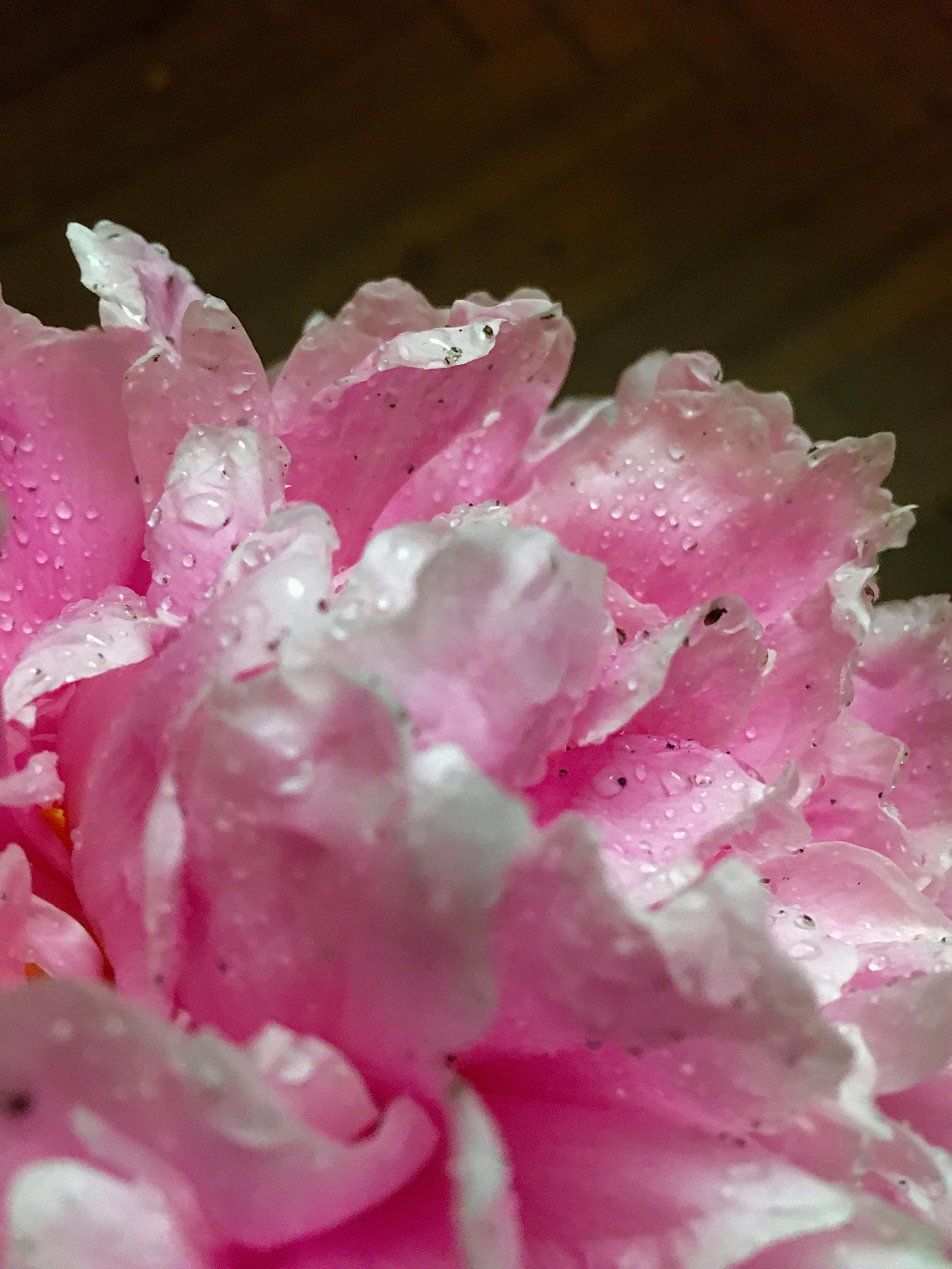 The Peony Boo - Photography