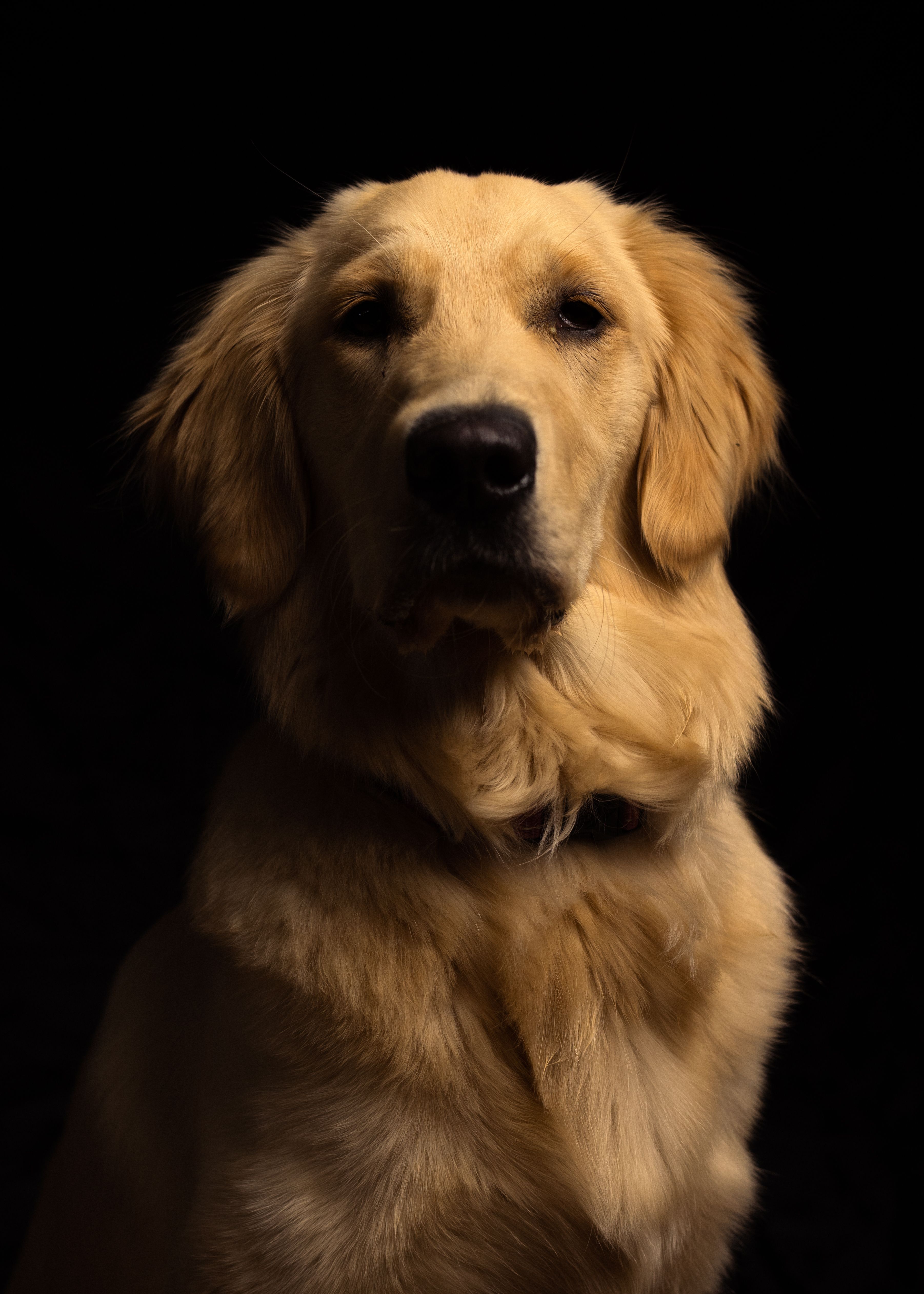 Pet Portrait Photos, Download The BEST Free Pet Portrait Stock Photos ...