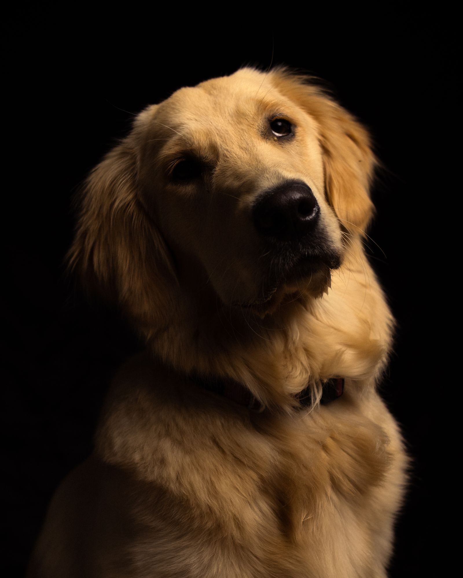 Golden Retriever Portrait Photos, Download The BEST Free Golden ...
