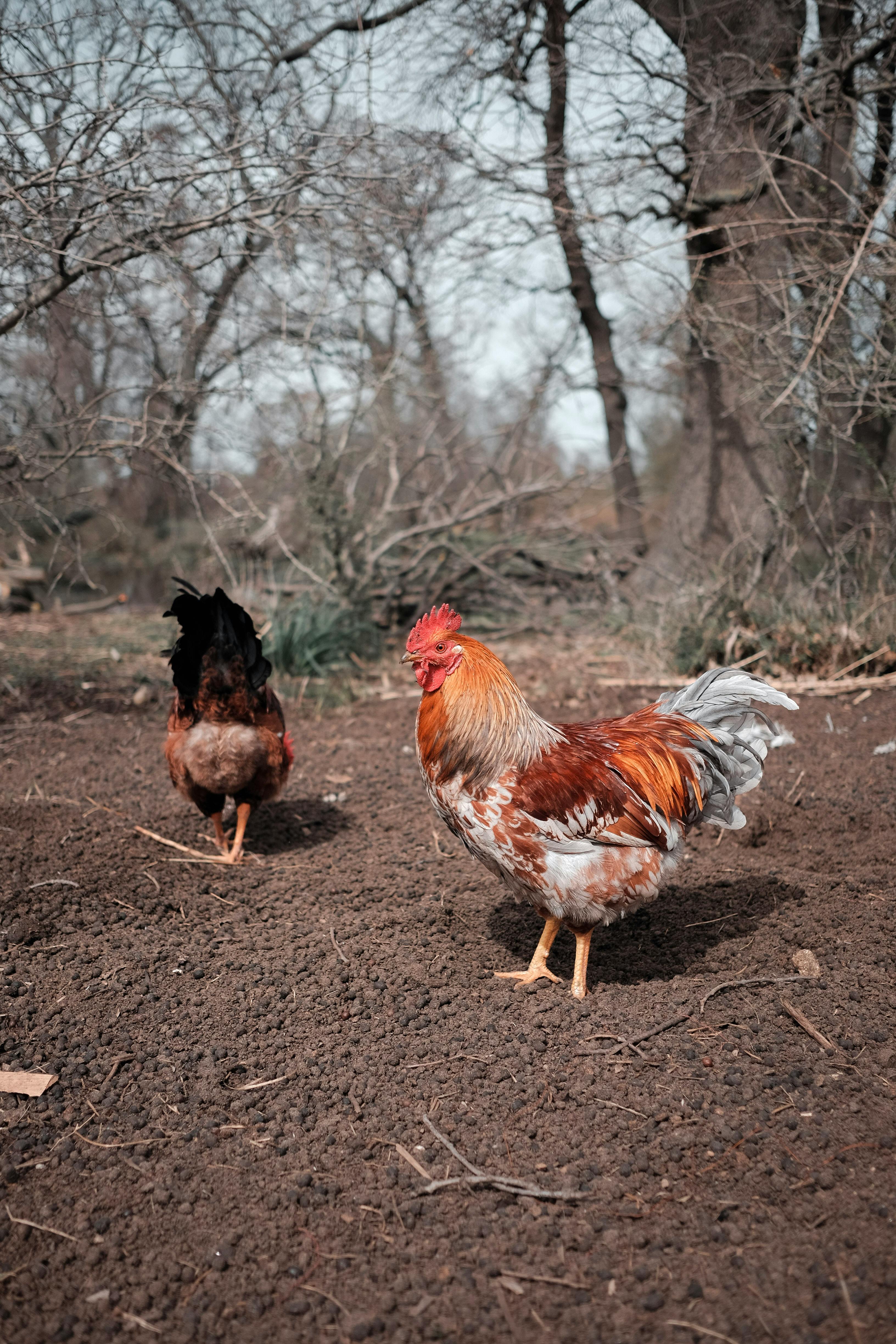 Raising Chicken On Farm Photos, Download The BEST Free Raising Chicken ...