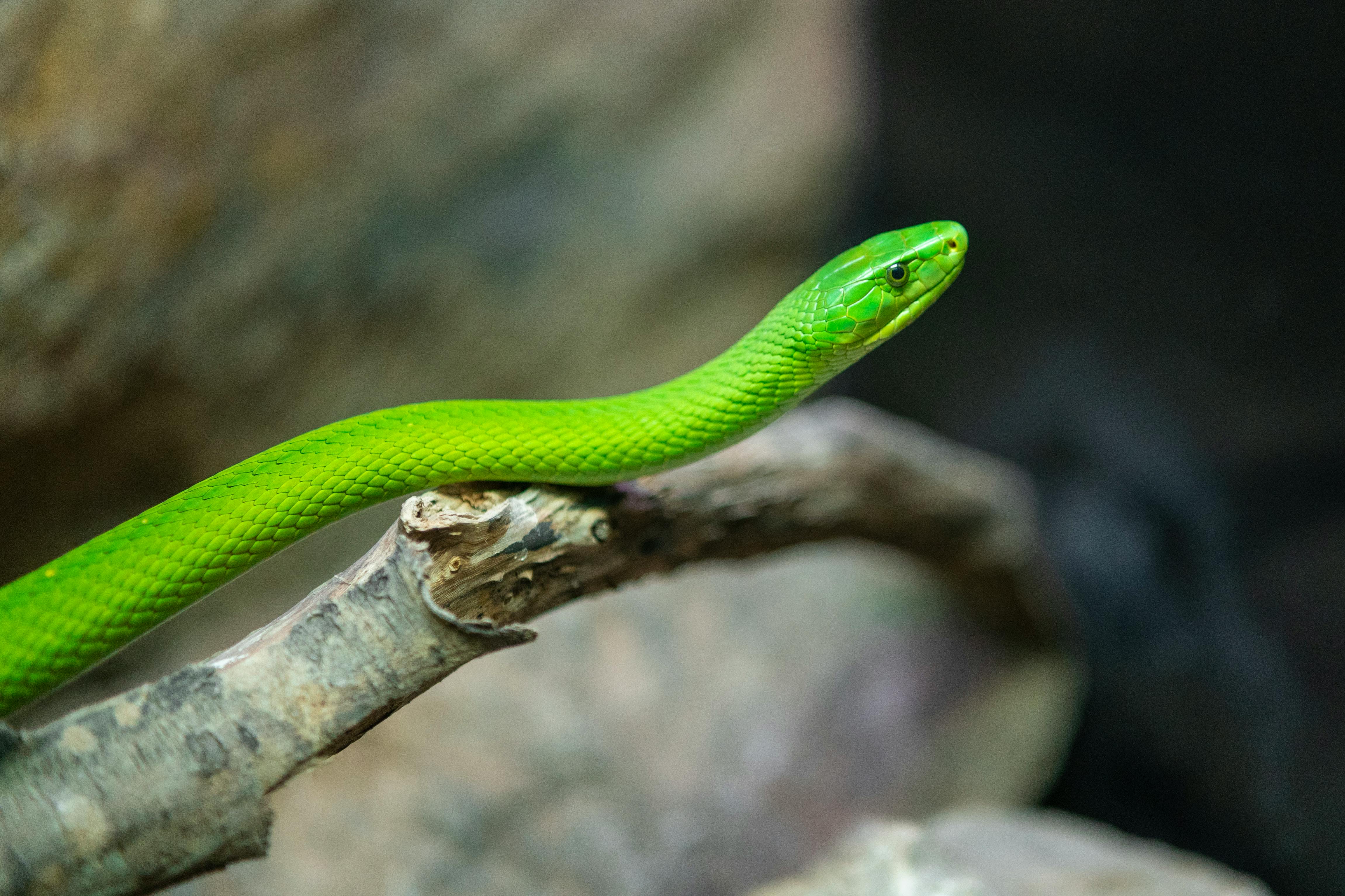 Close-up of a Smooth Green Snake on a Tree Branch · Free Stock Photo