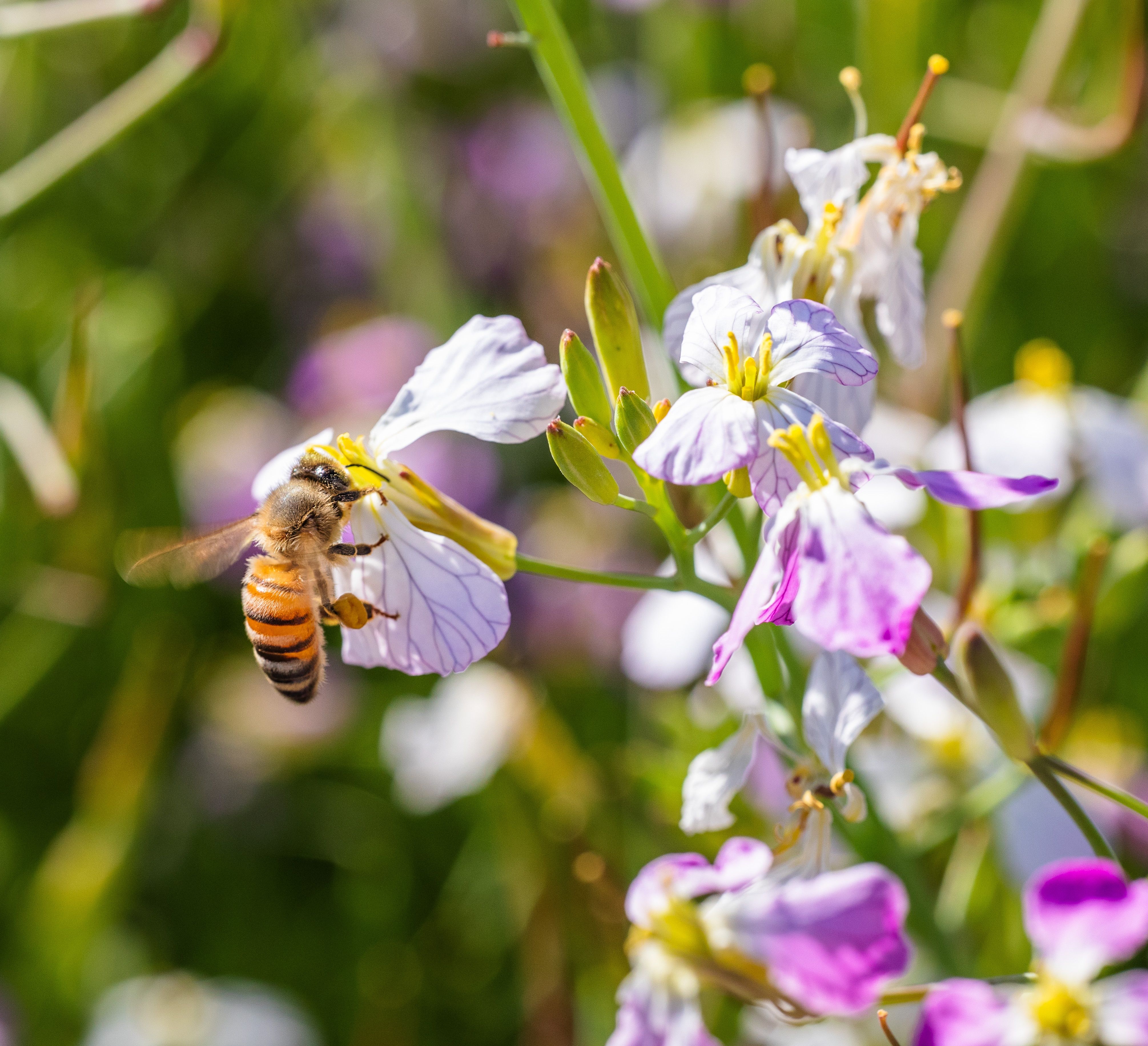 Close-up of a Bee on a Flower · Free Stock Photo