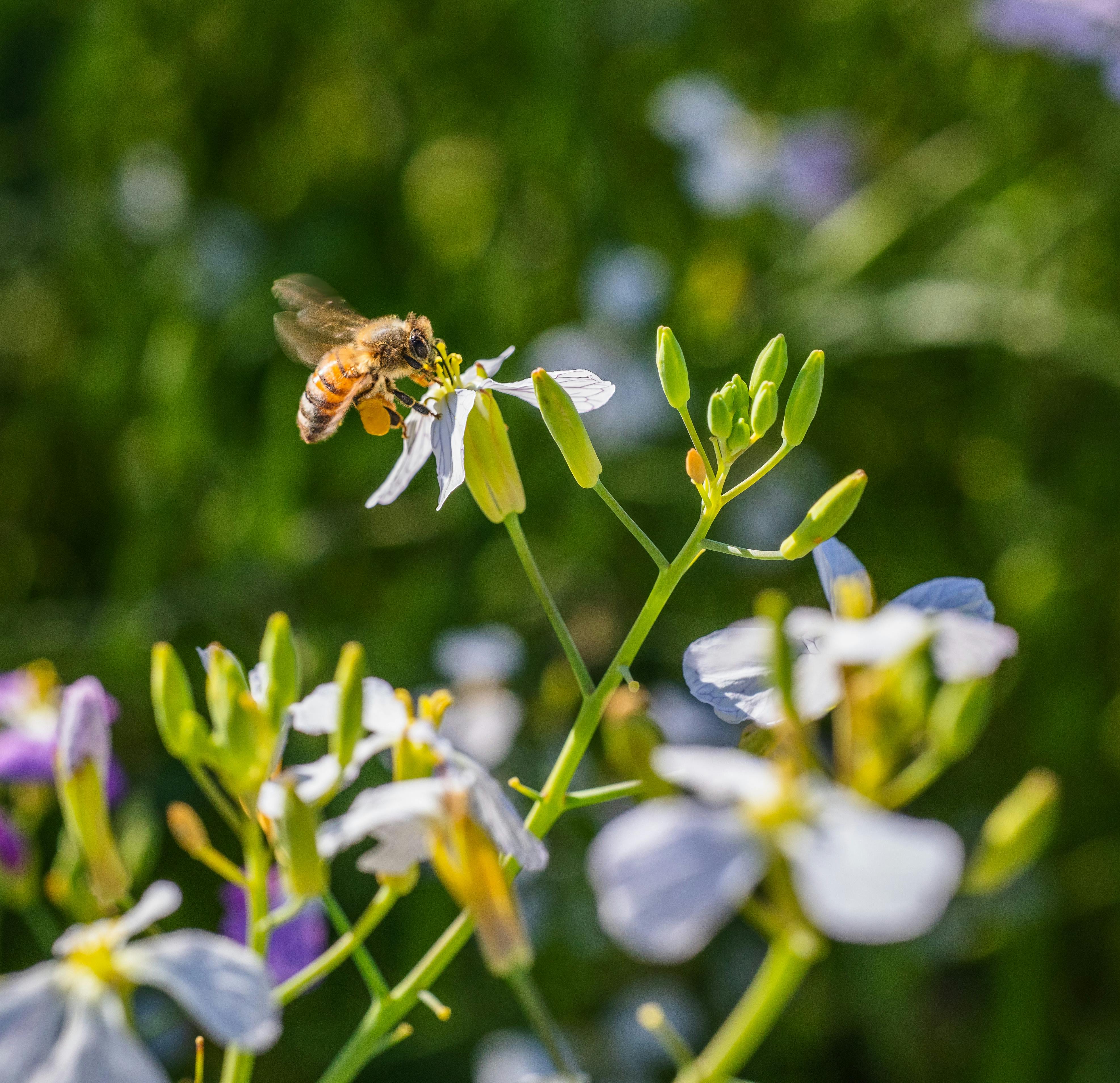 Close-up of a Bee on a Flower · Free Stock Photo