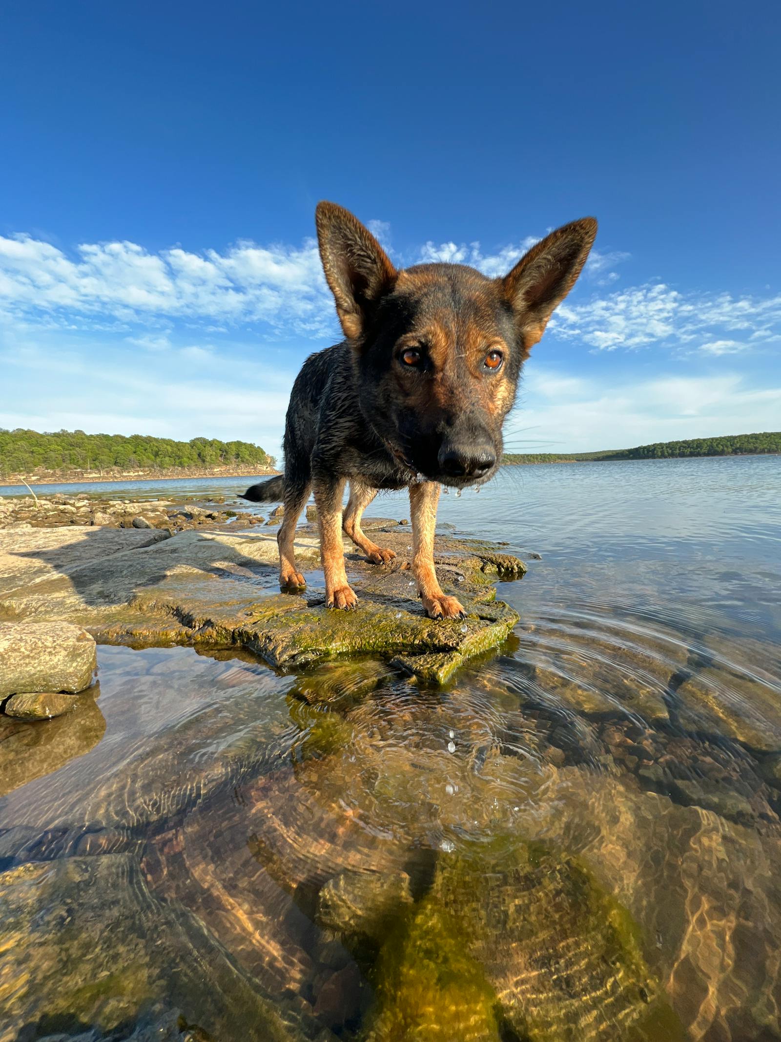Dog Summer Photos, Download The BEST Free Dog Summer Stock Photos & HD ...