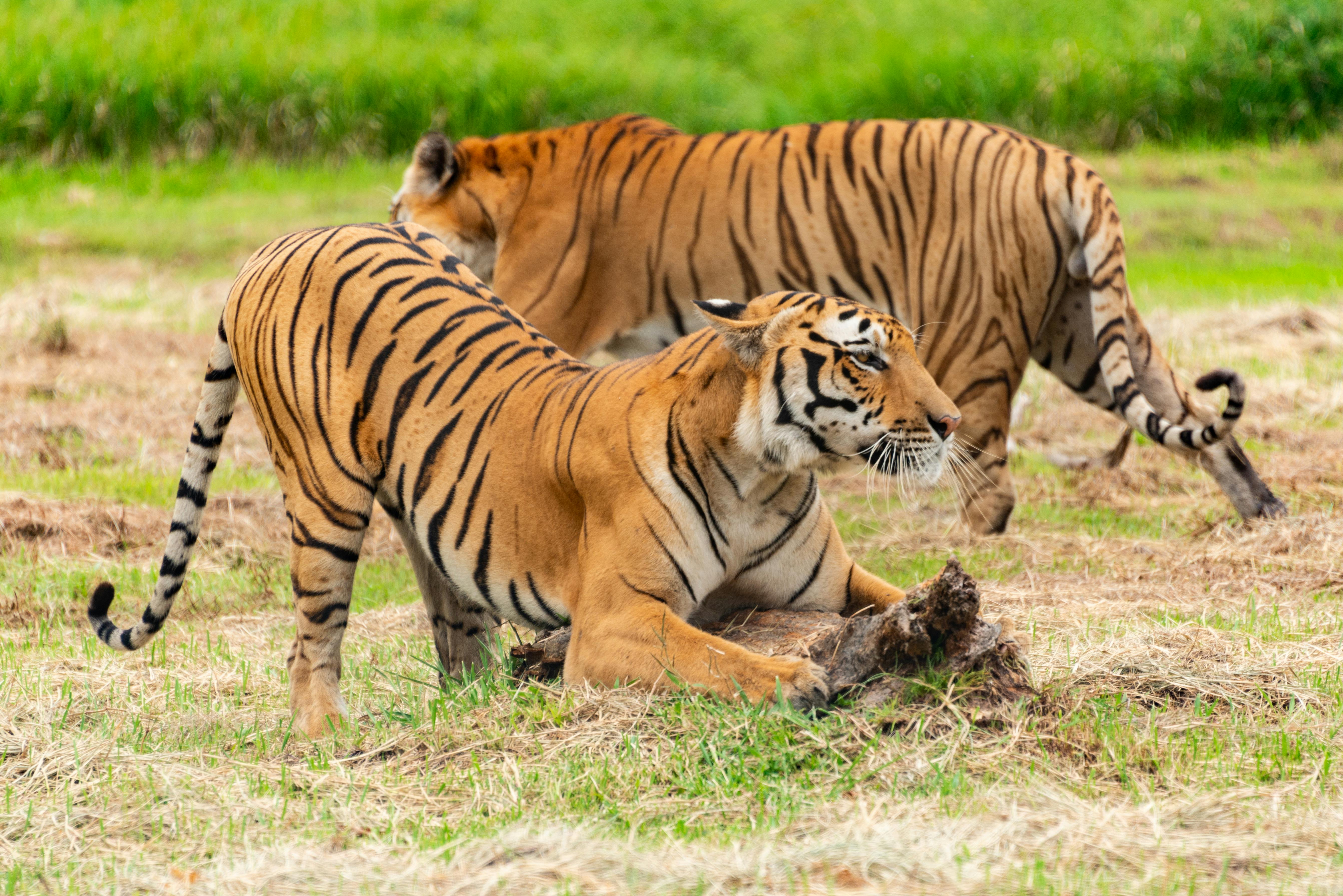 Wild Tigers Photos, Download The BEST Free Wild Tigers Stock Photos ...