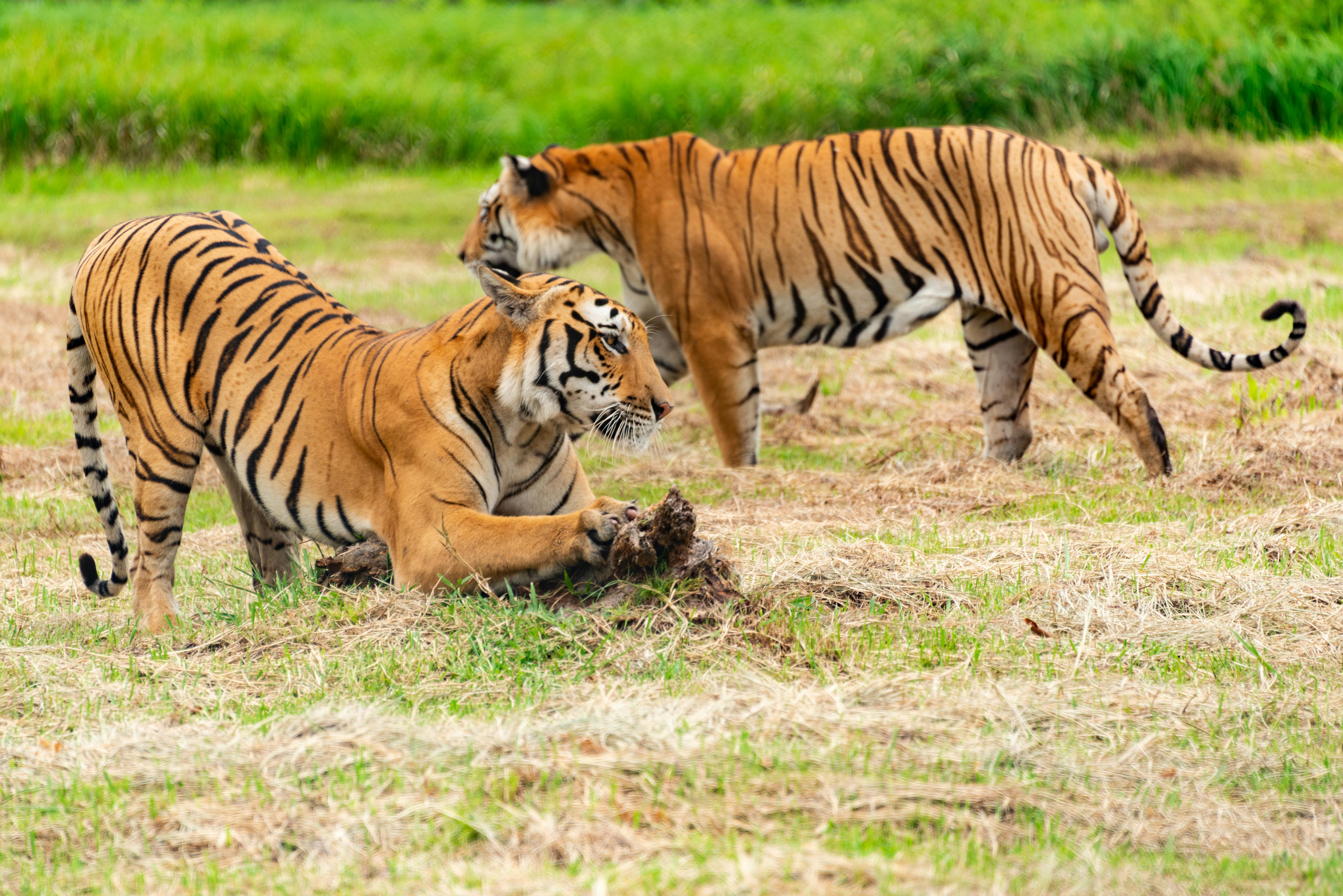 Tigers Eating Their Prey in the Wild · Free Stock Photo