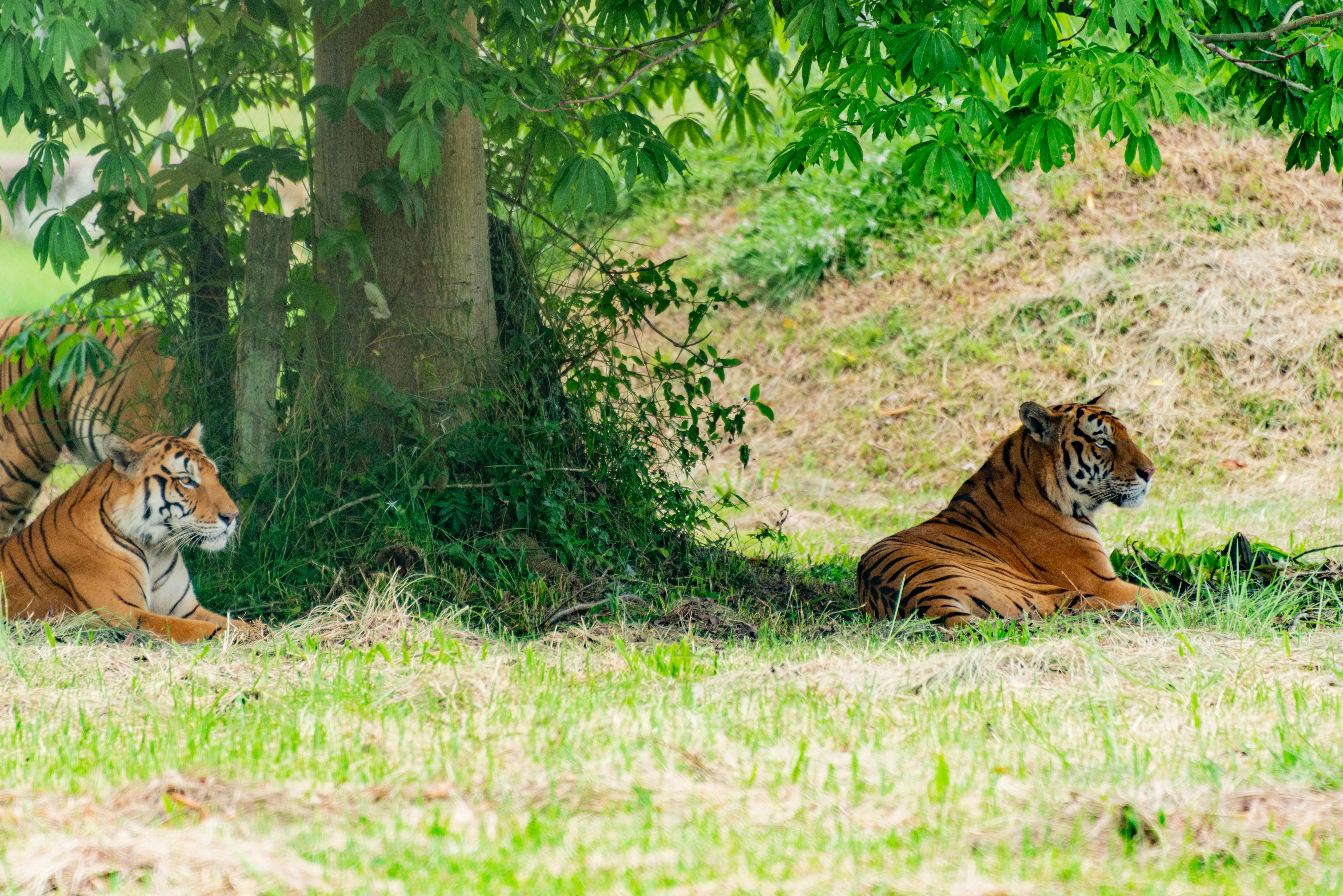 Tiger Behavior Photos, Download The BEST Free Tiger Behavior Stock ...