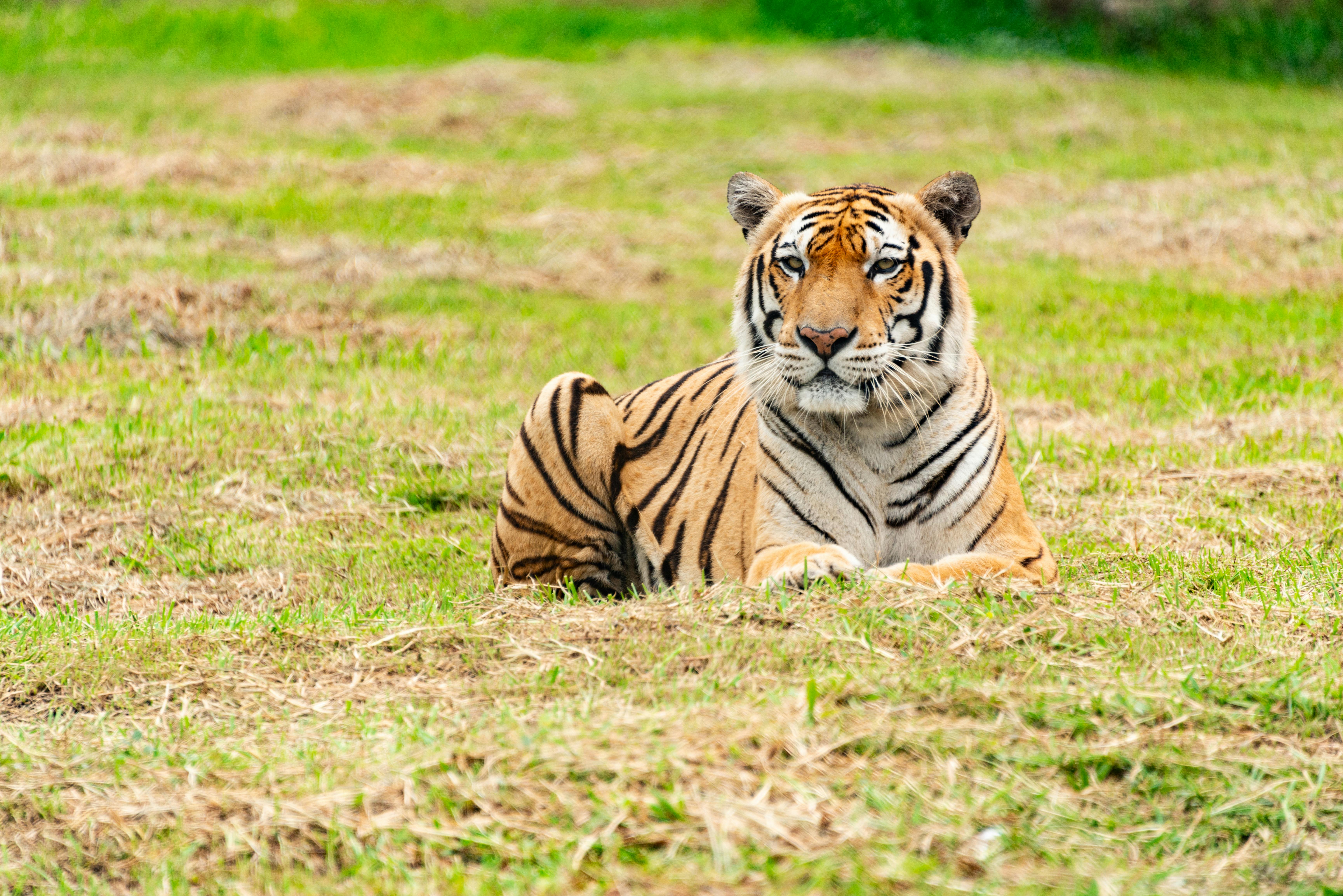 Wild Danger Tiger Lying on Grass · Free Stock Photo
