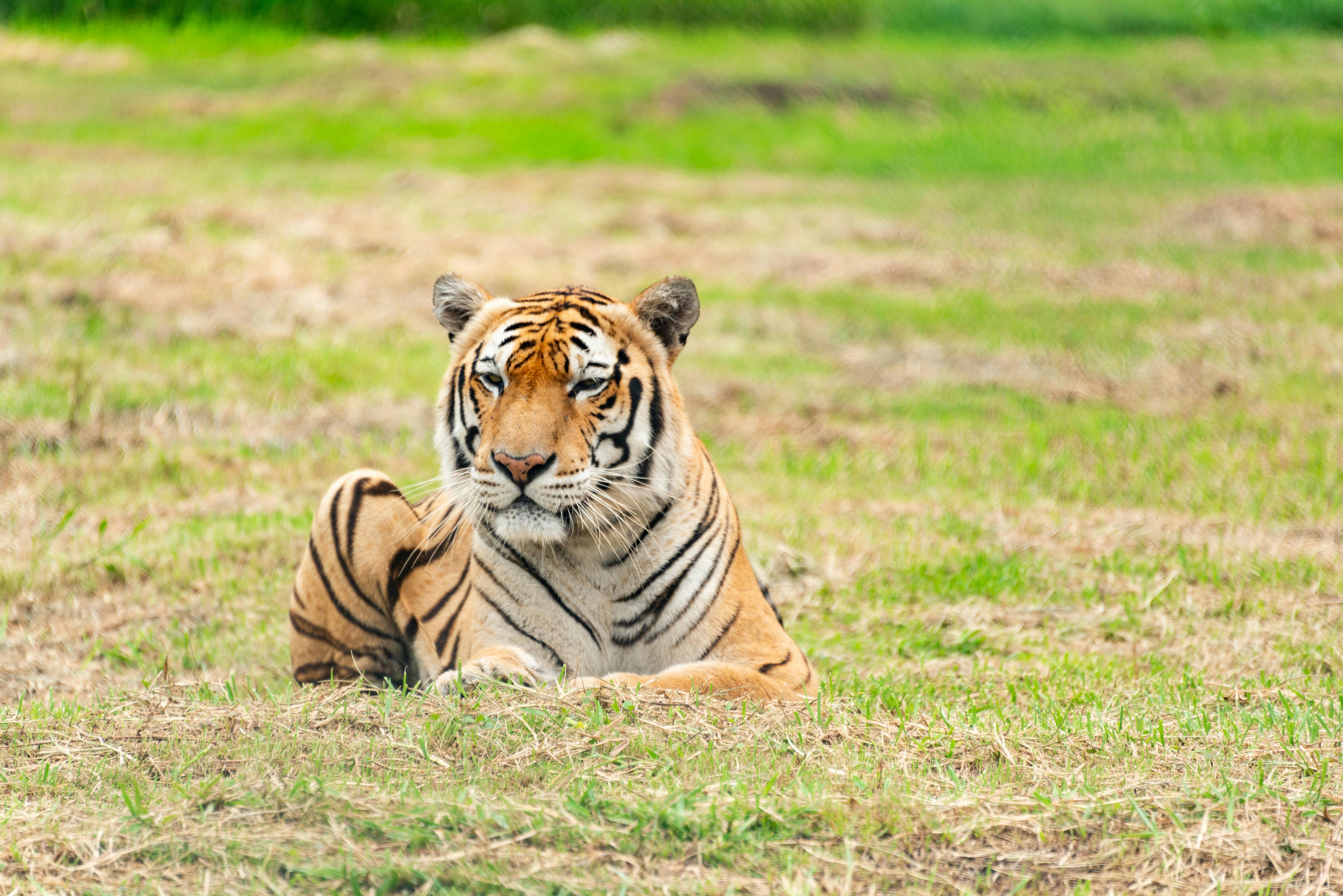 Tiger in Green Grass Near the Tree during Daytime · Free Stock Photo
