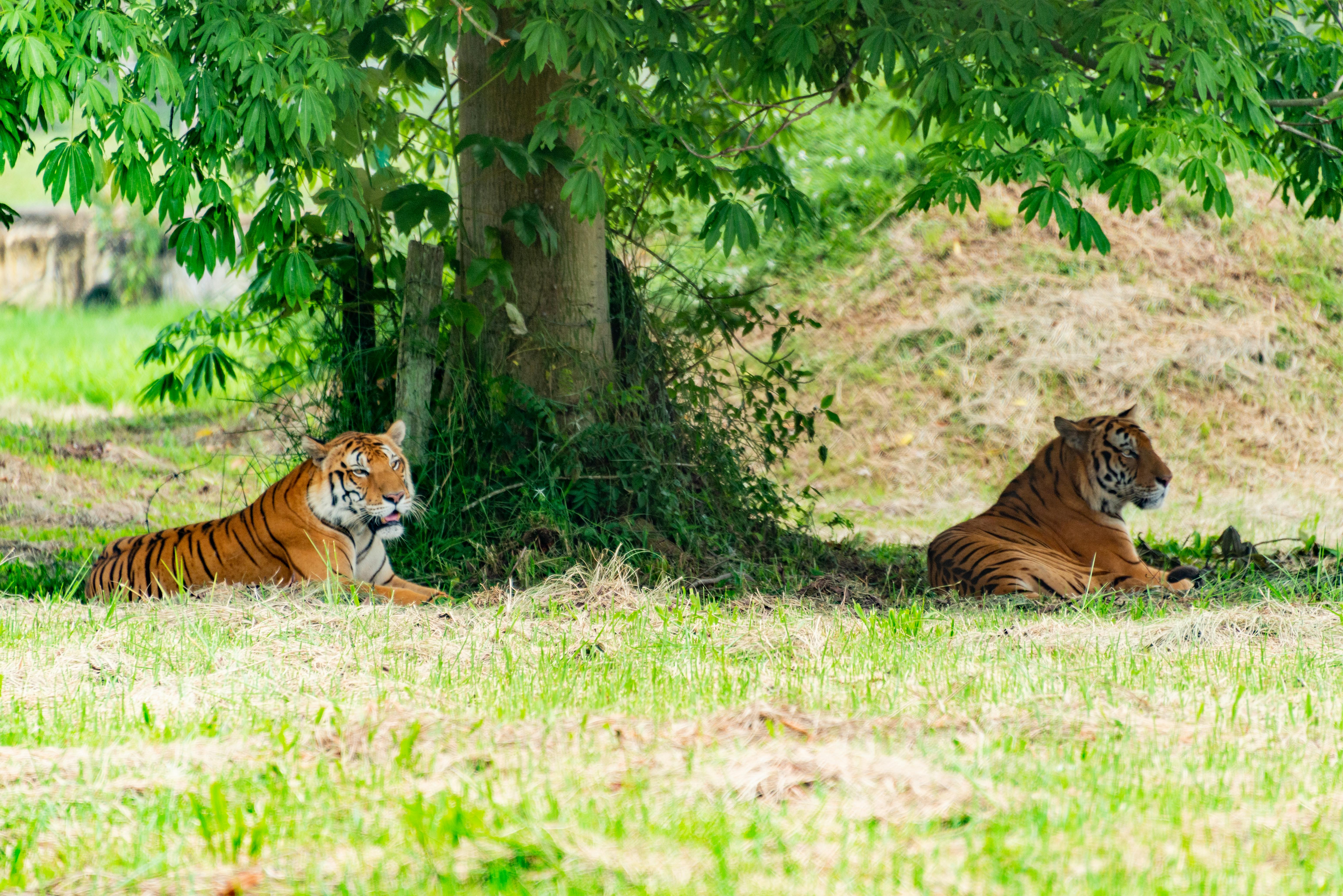 Two Tigers Lying under Tree · Free Stock Photo