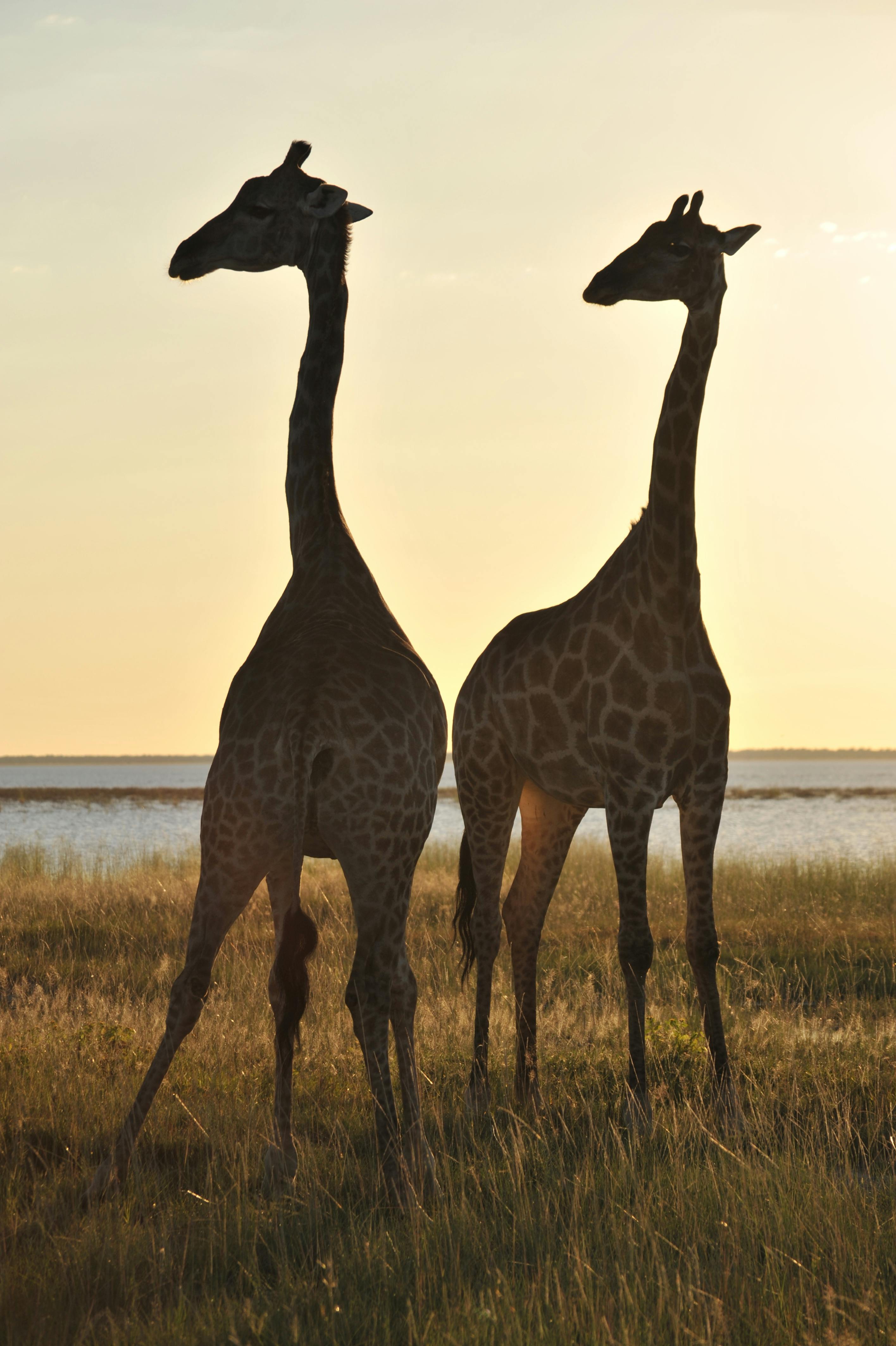 Giraff Photos, Download The BEST Free Giraff Stock Photos & HD Images
