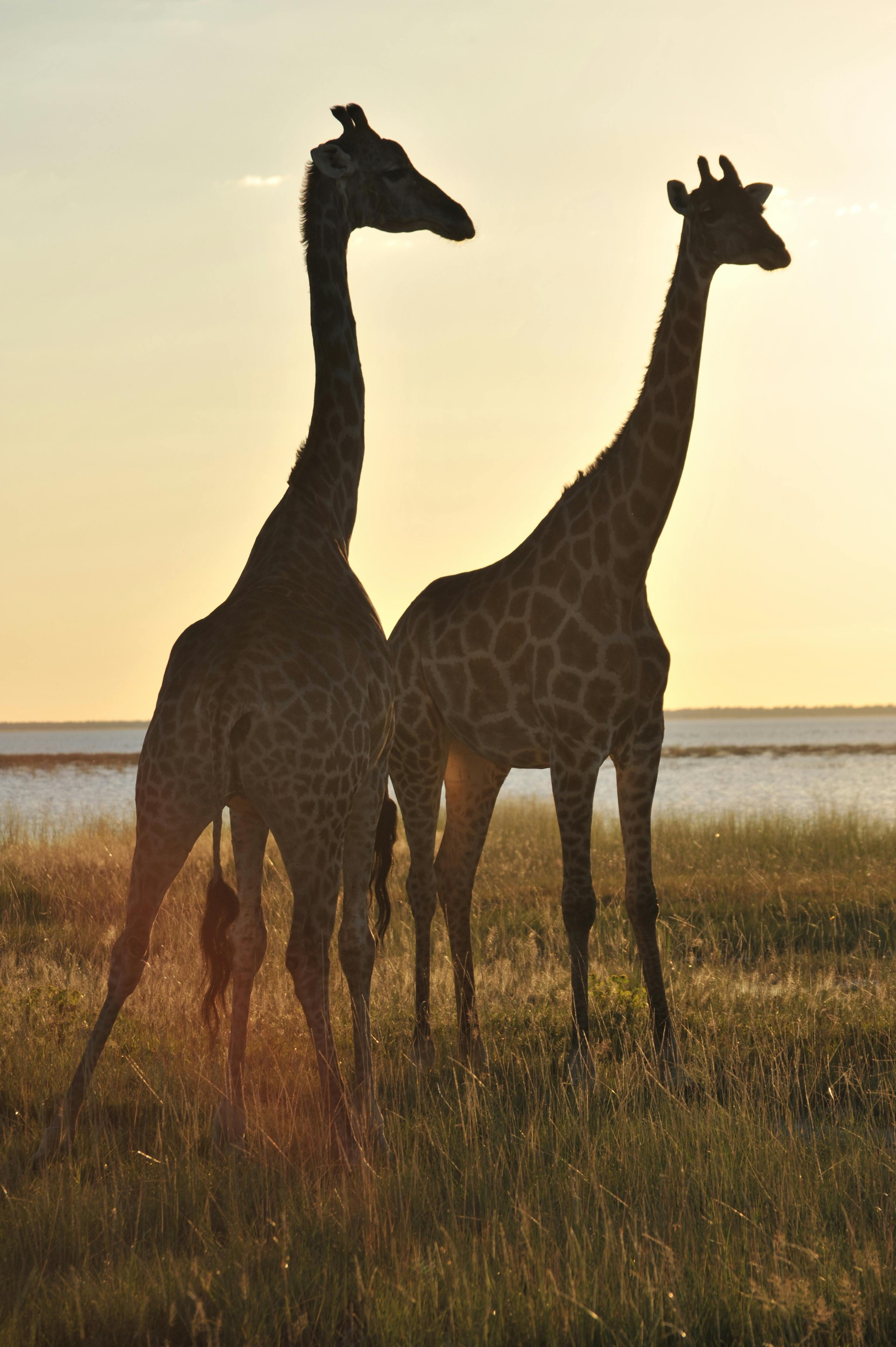 Wild Animals Standing Photos, Download The BEST Free Wild Animals ...