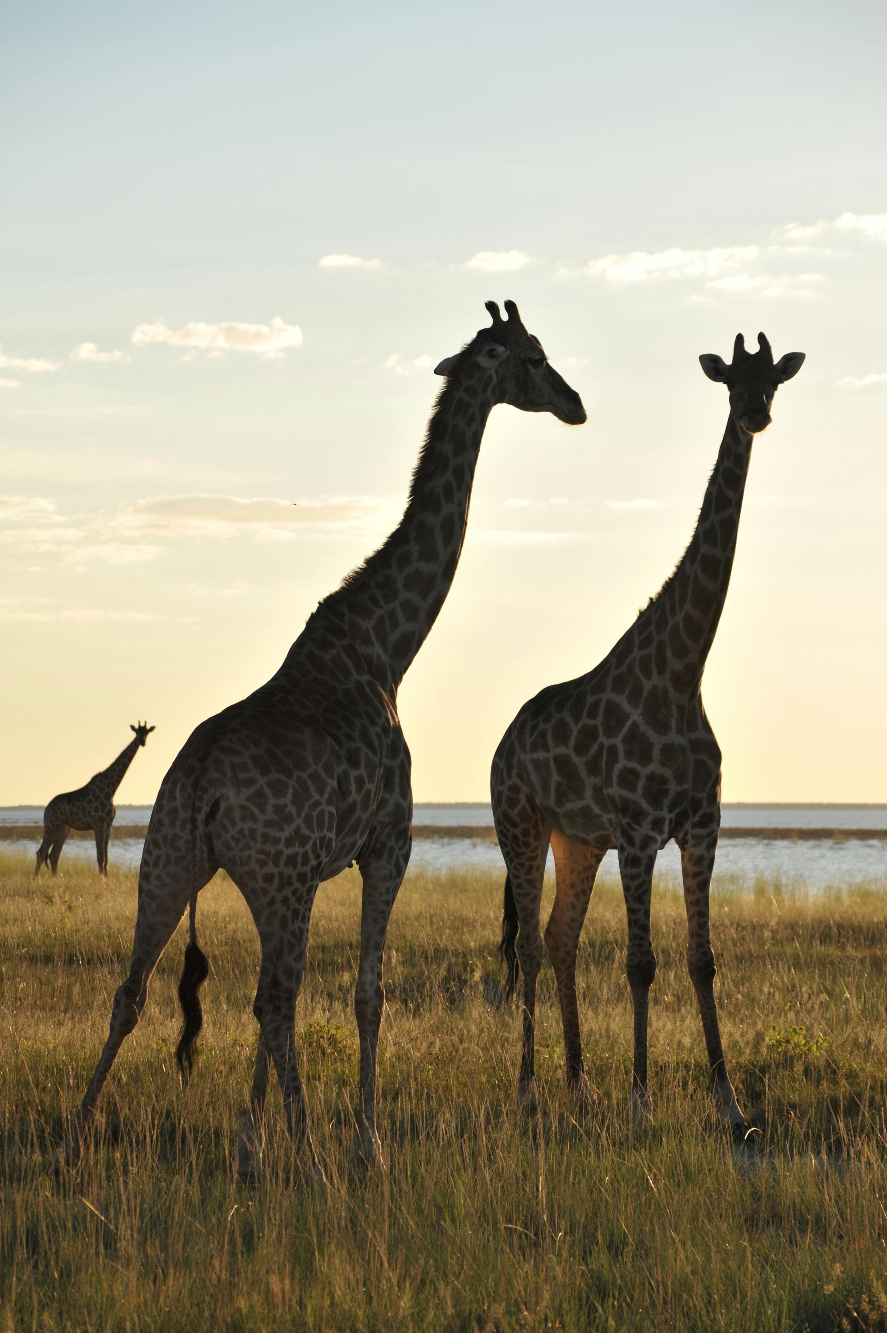Giraffes Standing on Savannah by Lake · Free Stock Photo