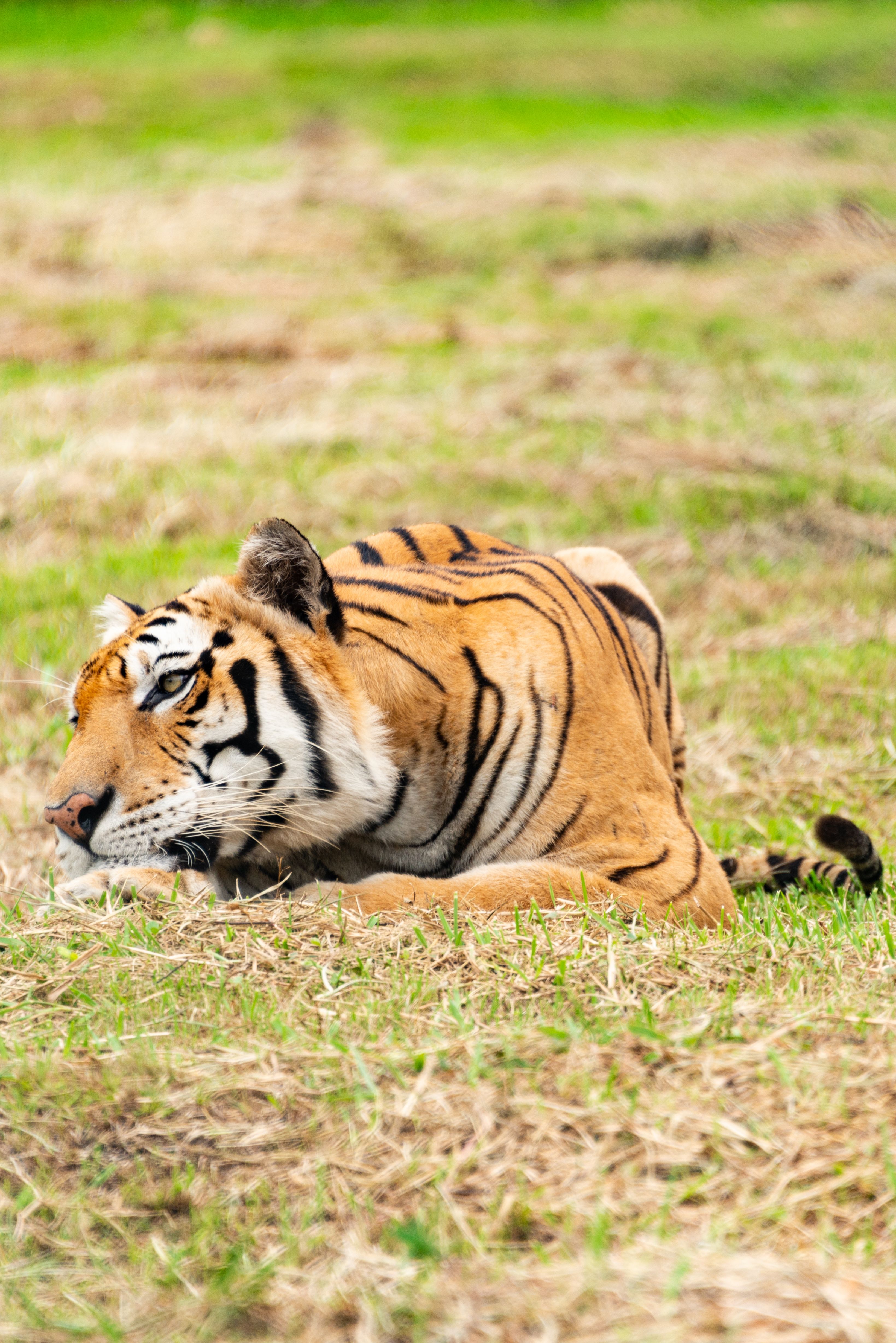 Tiger Mockup Photos, Download The BEST Free Tiger Mockup Stock Photos ...