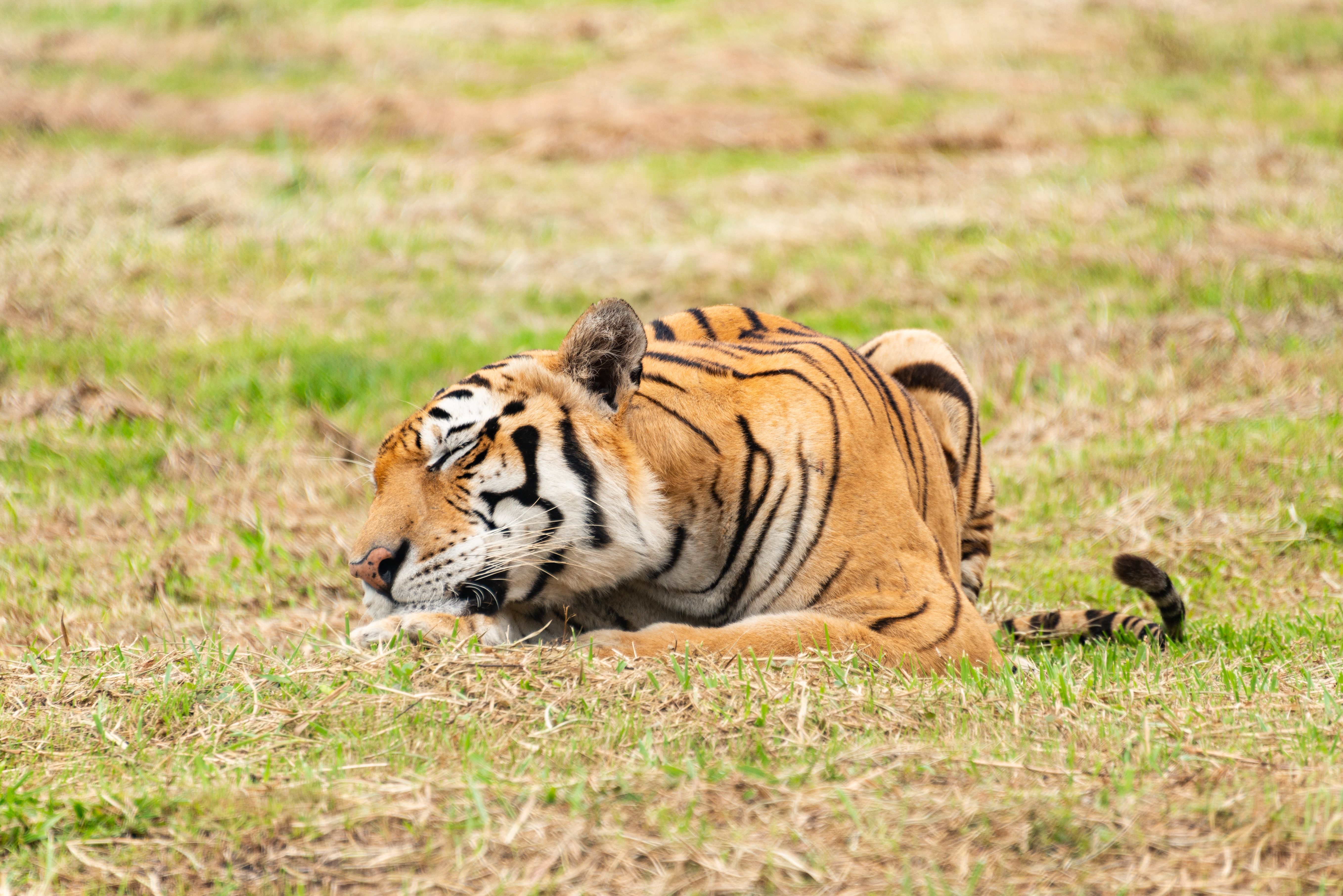 Sleeping Tiger Leaning Muzzle on its Paw · Free Stock Photo