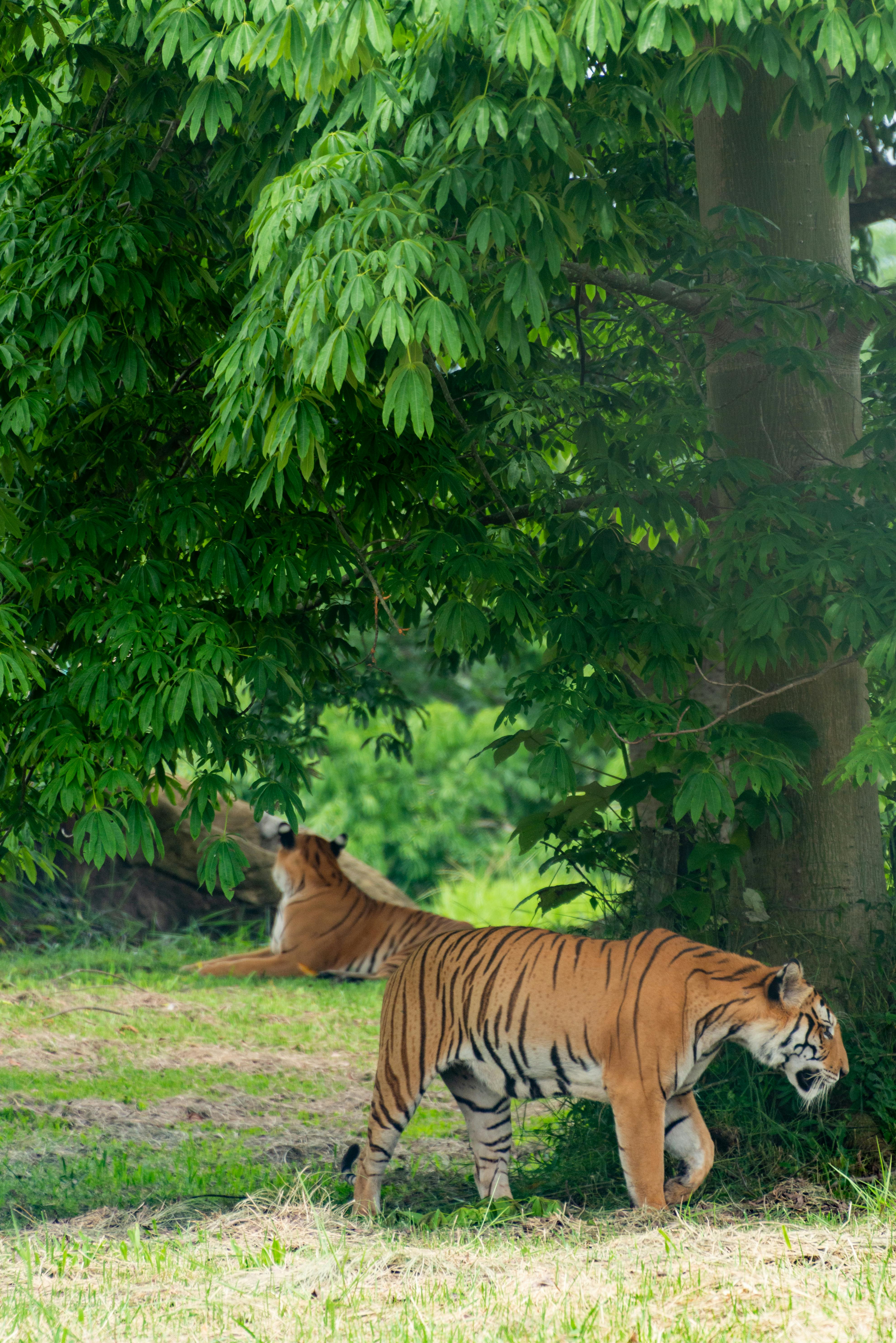 Tigers In Nature Photos, Download The BEST Free Tigers In Nature Stock ...