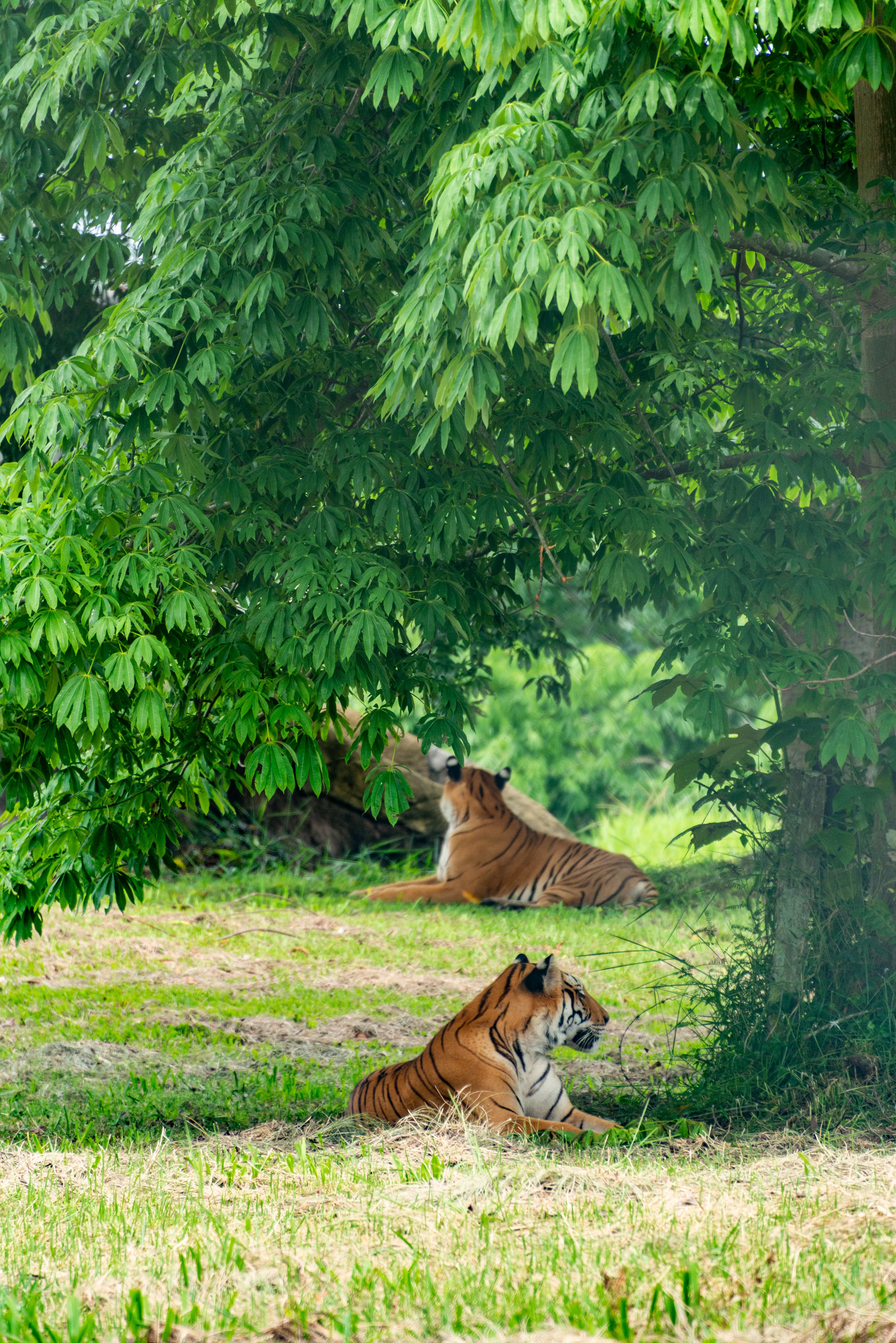 Wild Tigers Lying on Grass · Free Stock Photo