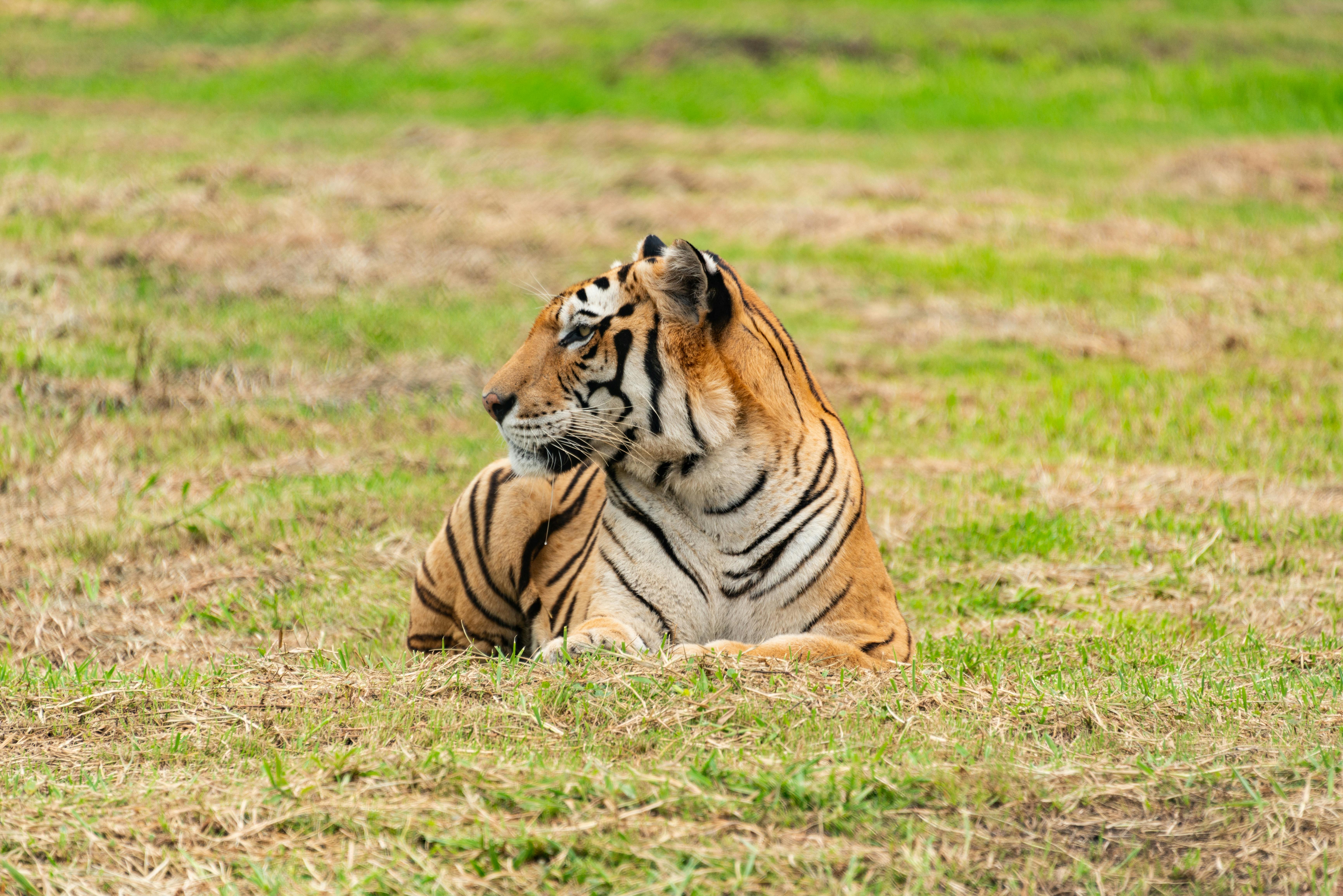 Great Tiger Lying on Grass · Free Stock Photo