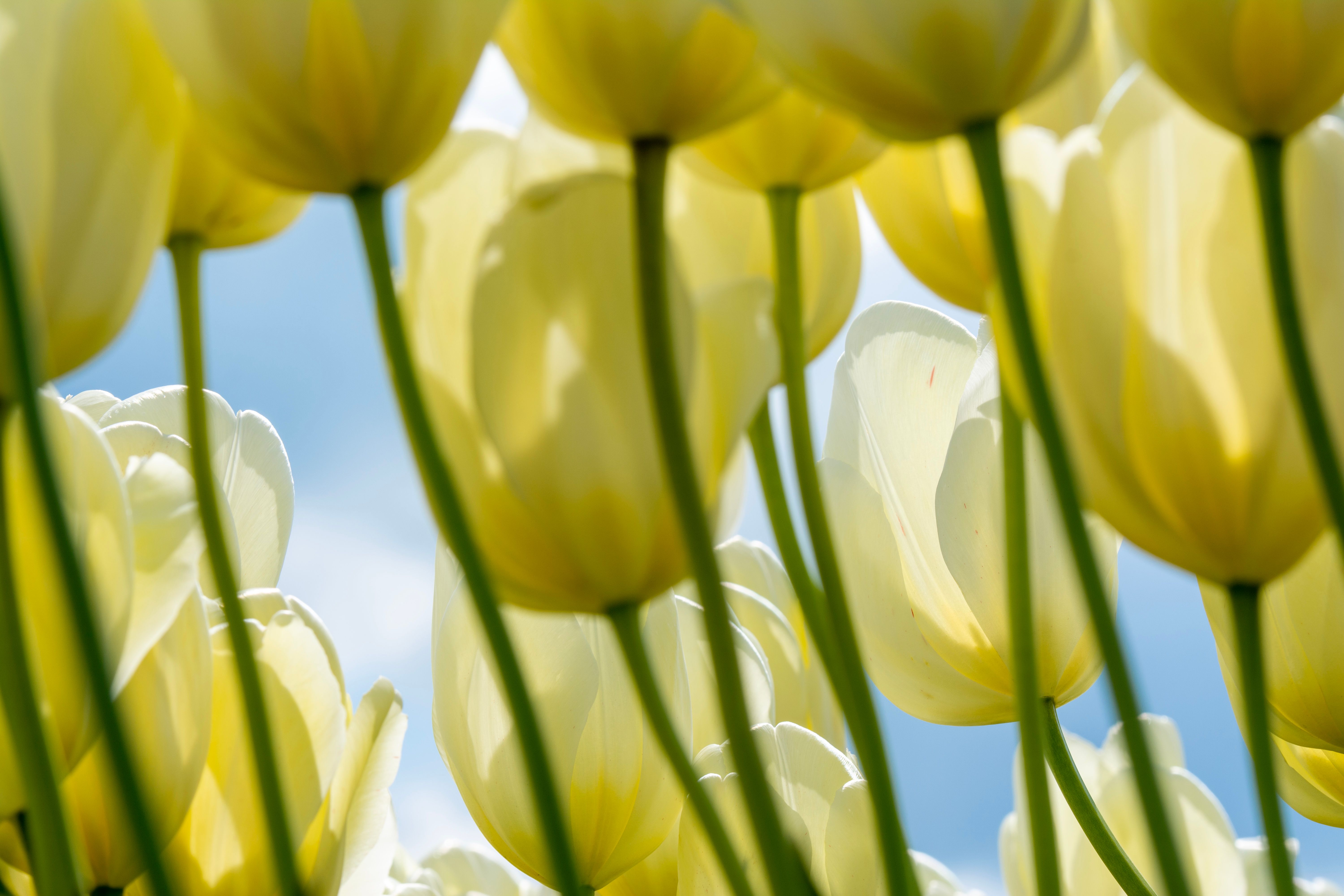 Yellow Beauty Tulips · Free Stock Photo