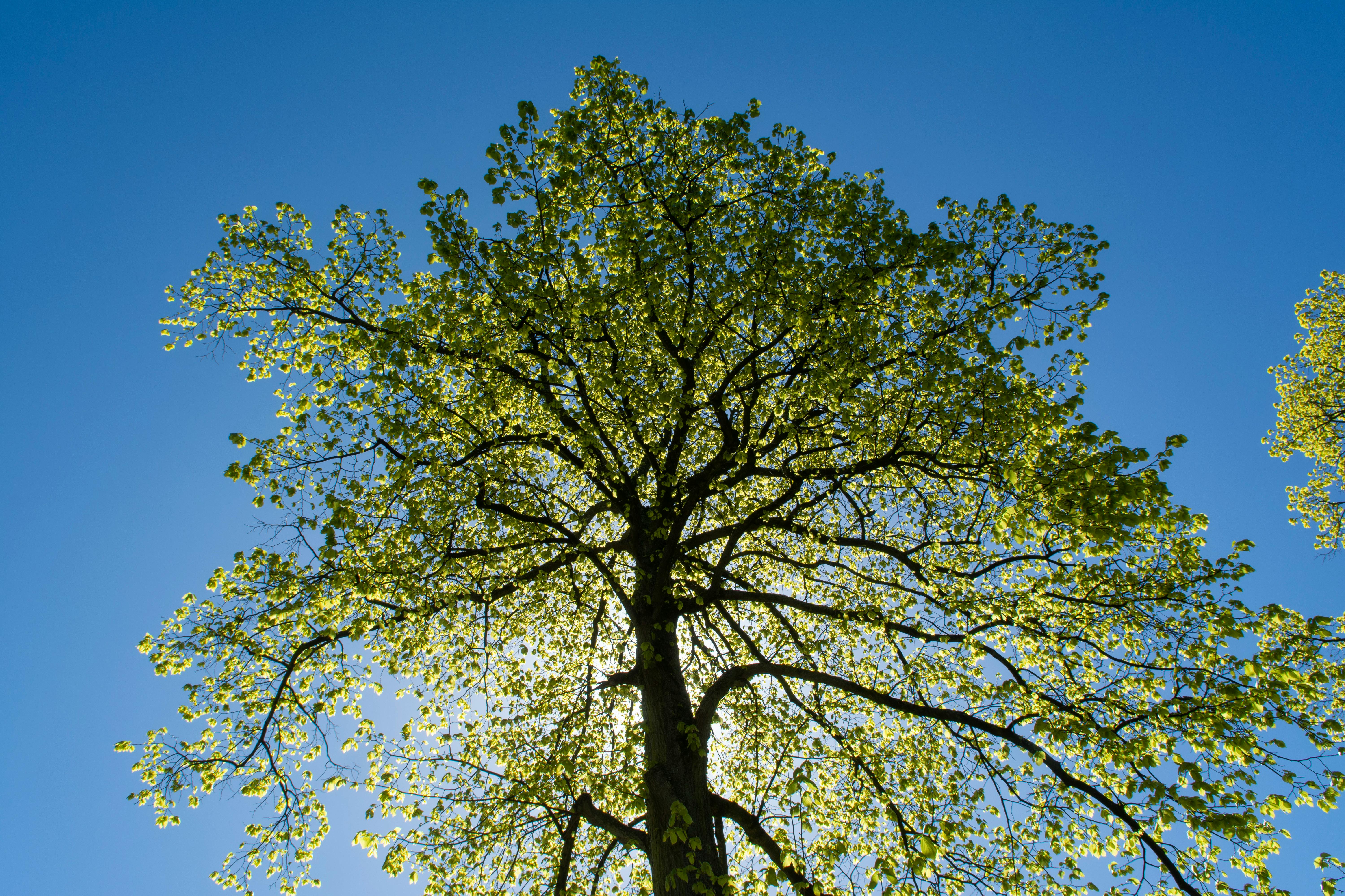 Great Tree Photos, Download The BEST Free Great Tree Stock Photos & HD ...