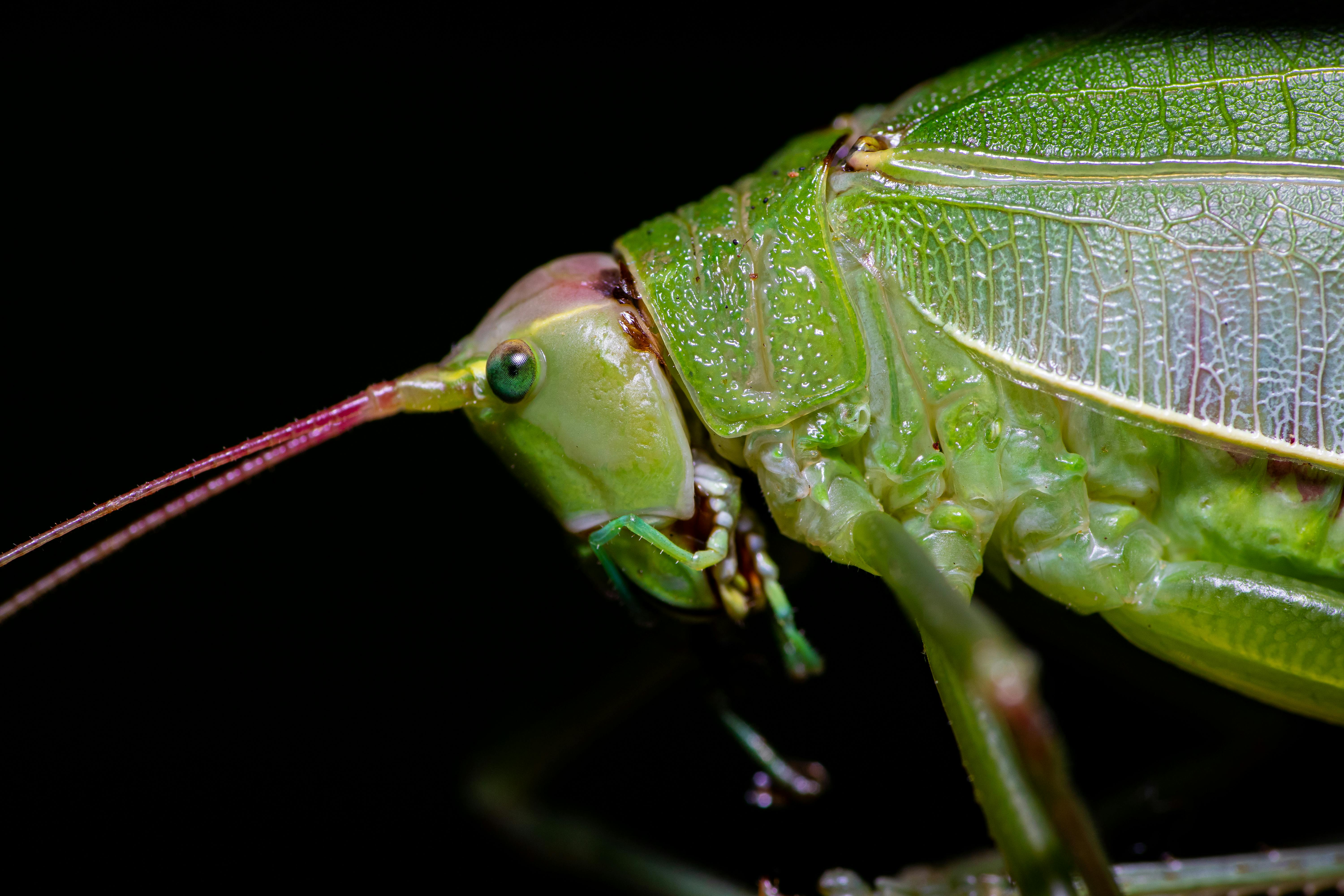 Common True Katydid · Free Stock Photo