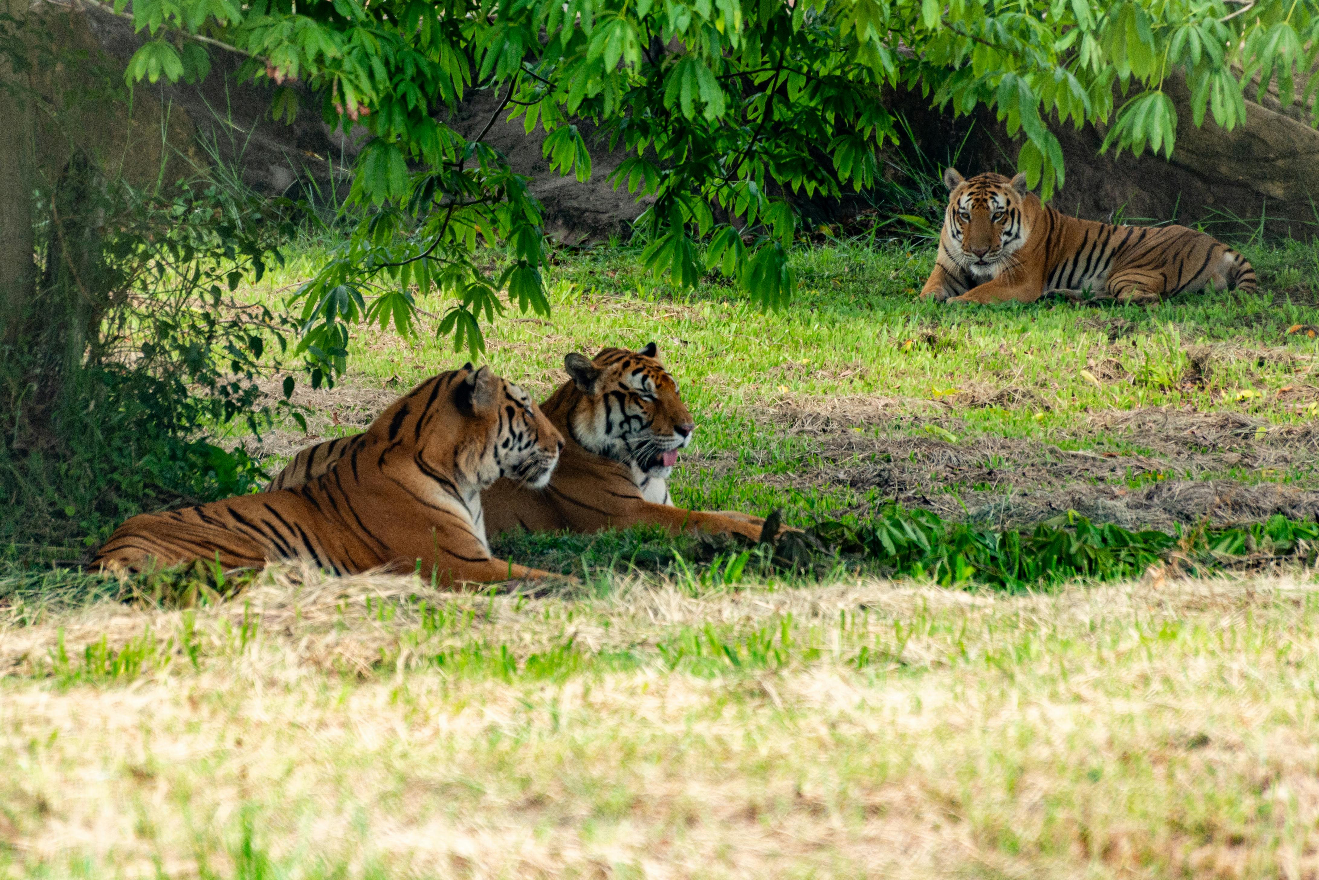 Tigers Lying under Tree on Grass · Free Stock Photo