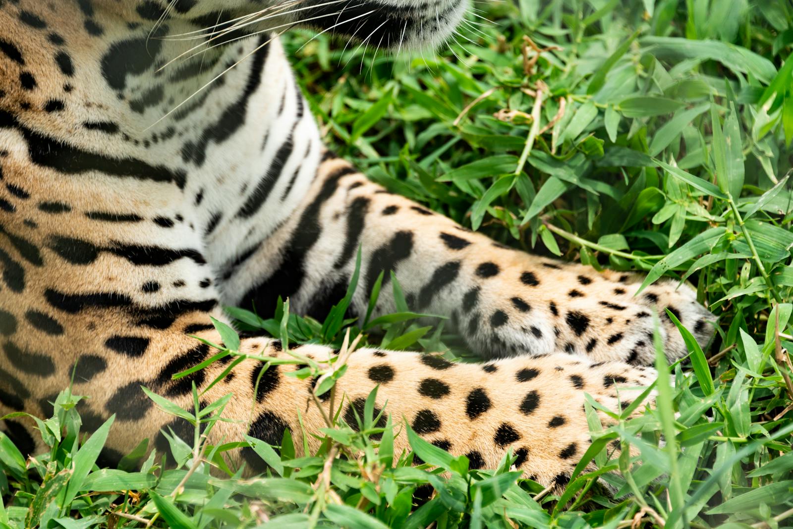 Tiger Paws Photos, Download The BEST Free Tiger Paws Stock Photos & HD ...