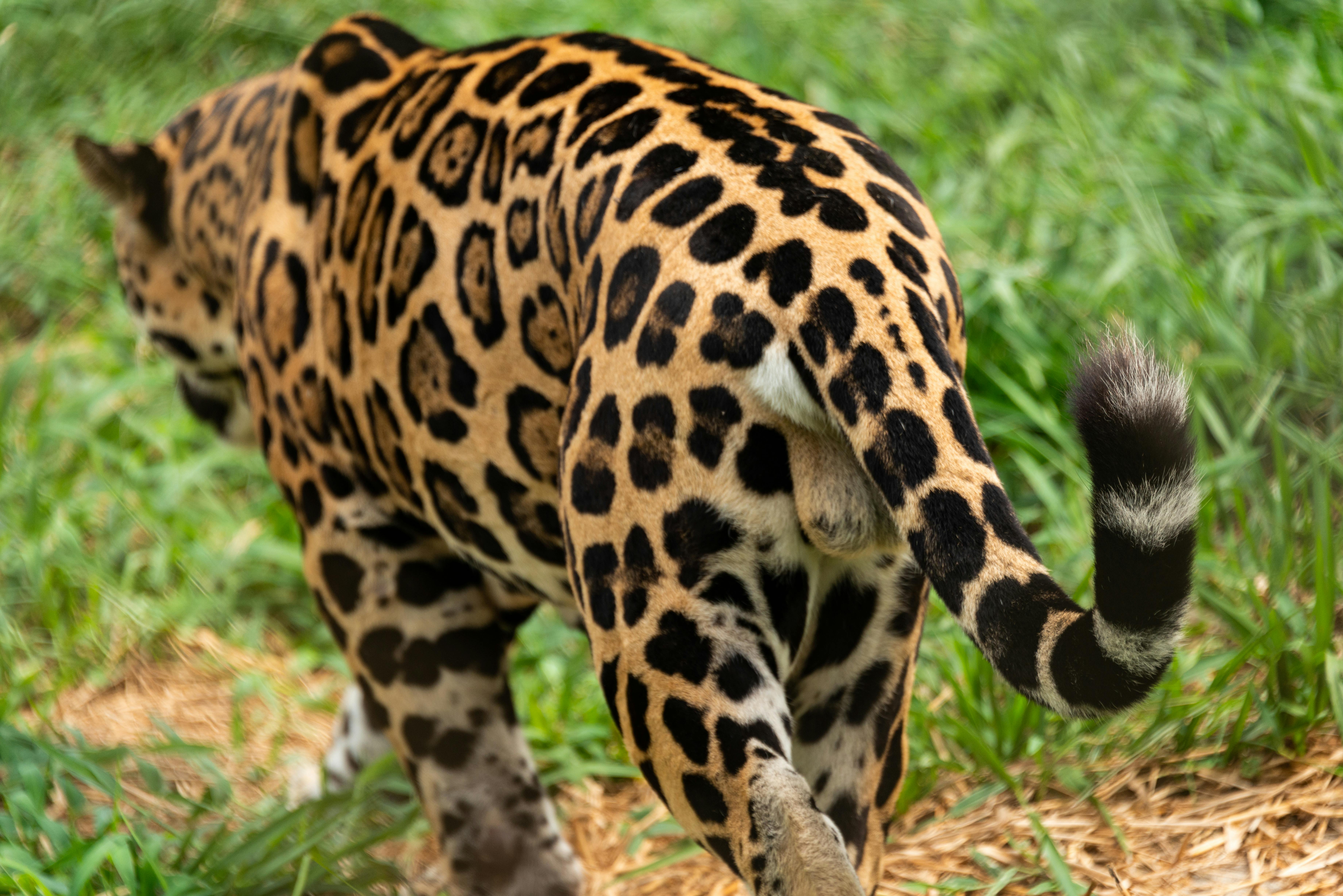 Jaguar Walking on Grass · Free Stock Photo