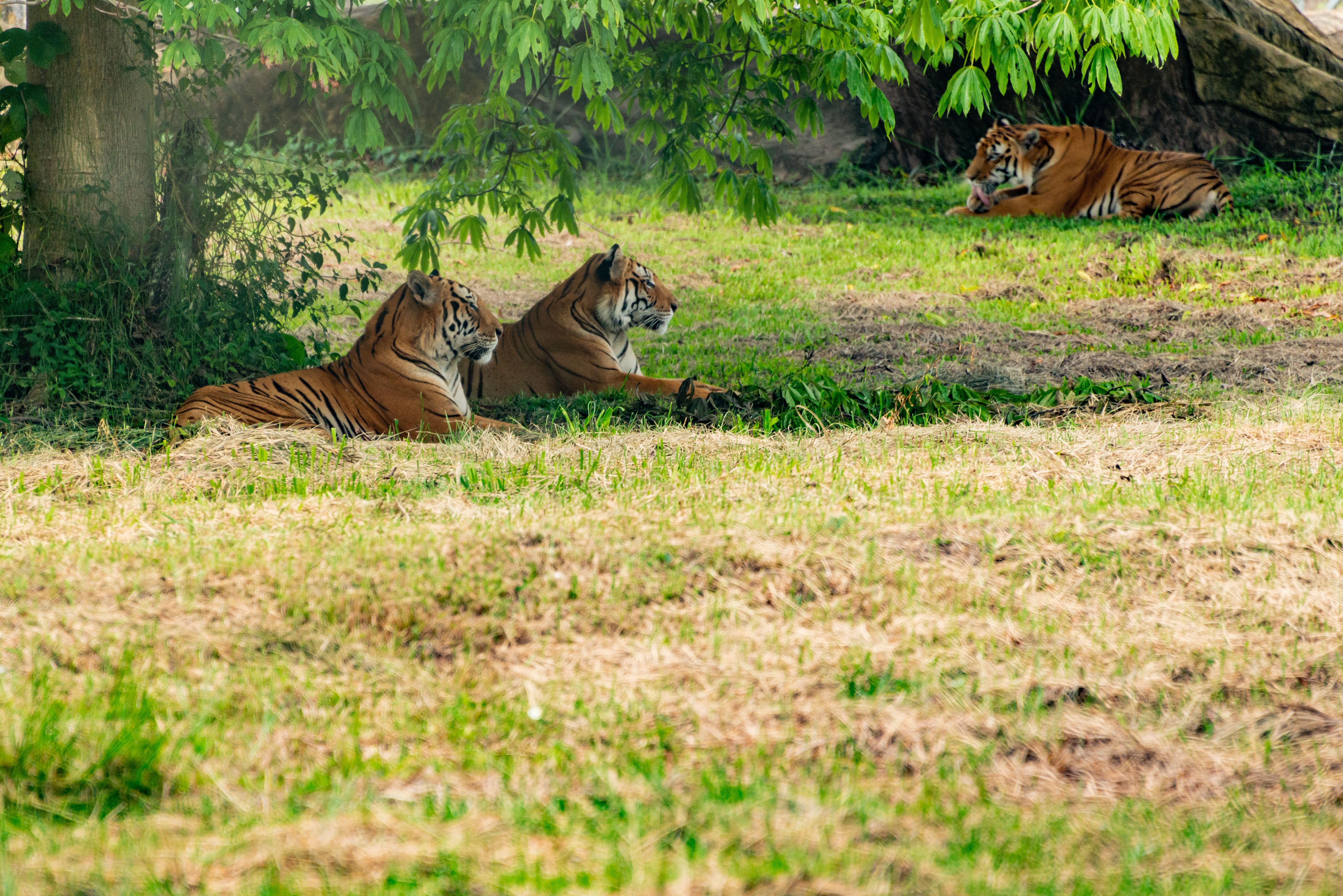 Two Tigers Lying under Tree · Free Stock Photo