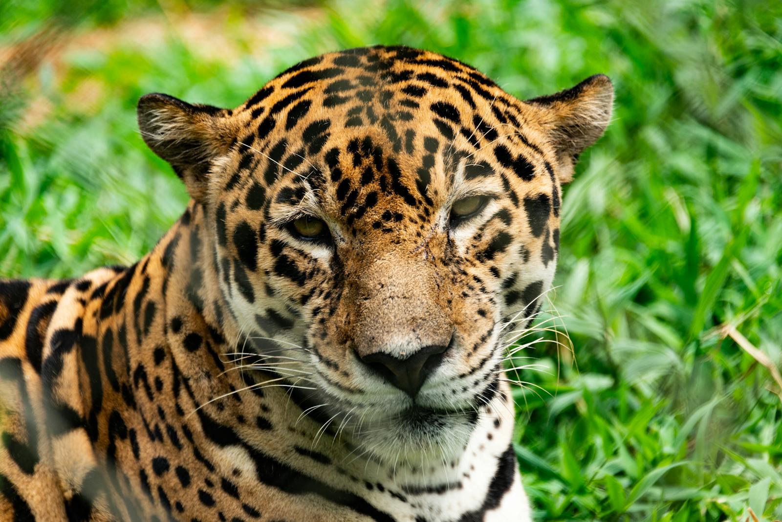 African Leopard Photos, Download The BEST Free African Leopard Stock ...